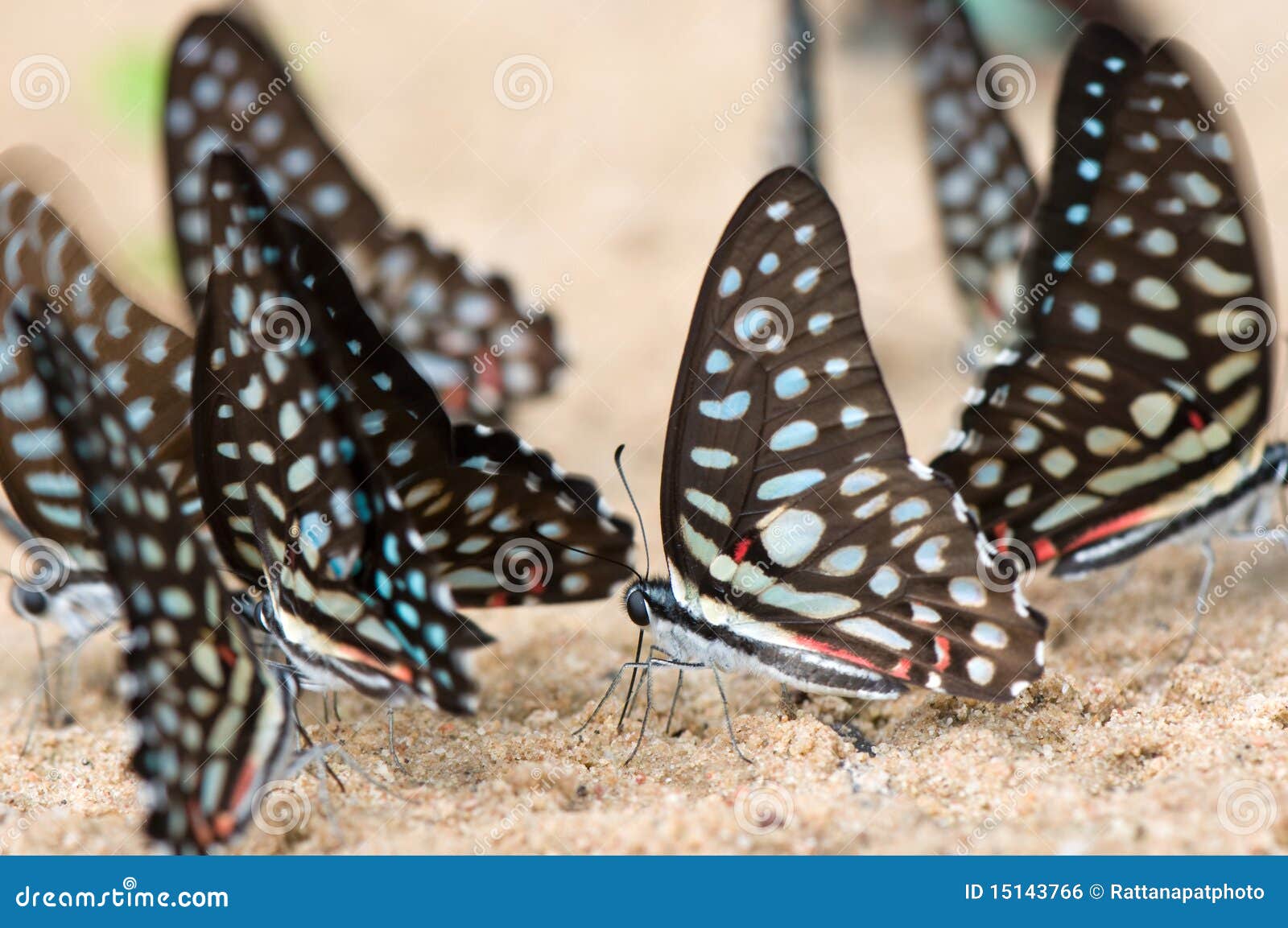 Group of butterfly stock photo. Image of insect, closed - 15143766