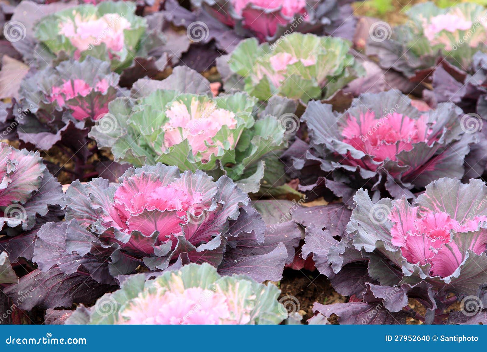 Group of cabbage stock photo. Image of industry, eating - 27952640