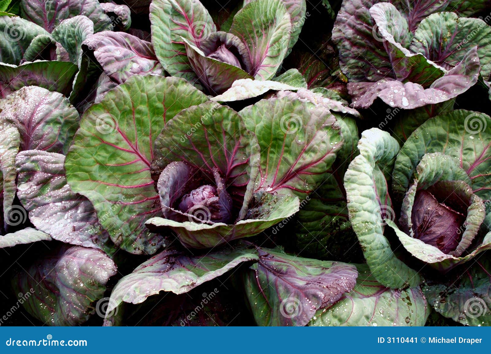 Group of Cabbage stock image. Image of display, growing - 3110441