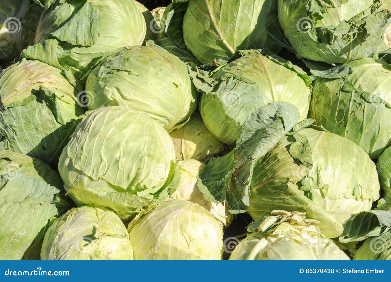 Group of cabbage stock photo. Image of diet, agriculture - 86370438