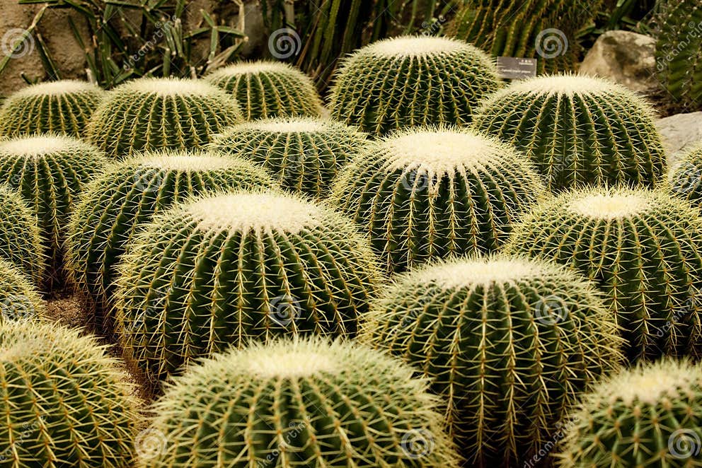 Group of Cactus stock image. Image of spiked, heat, trees - 21413981