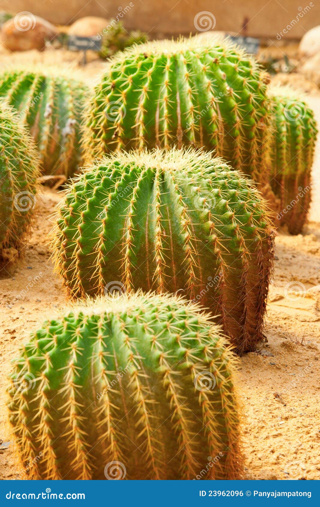 Group of cactus stock photo. Image of flower, cacti, natural - 23962096