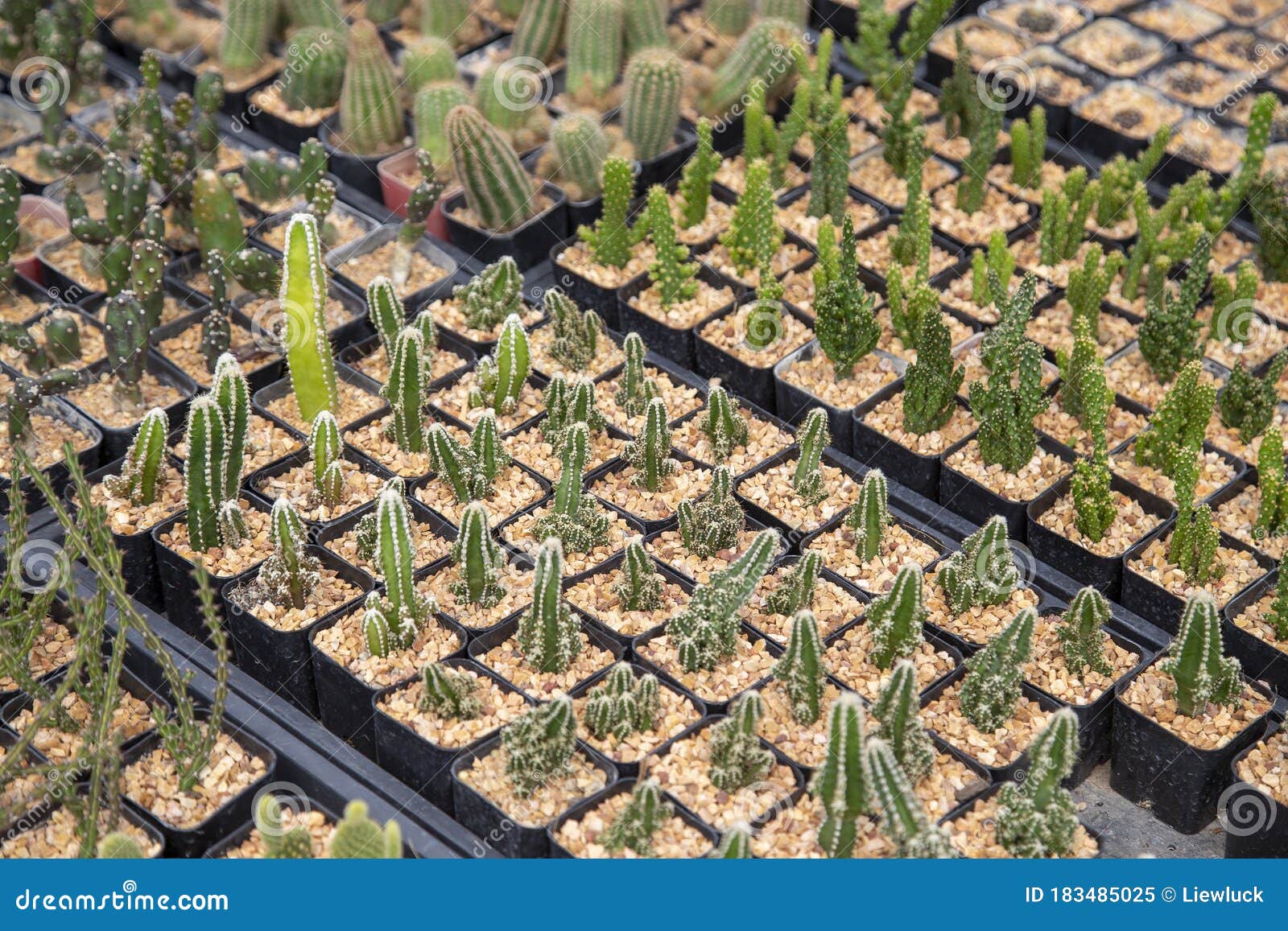 Group of cactus stock image. Image of small, desert - 183485025