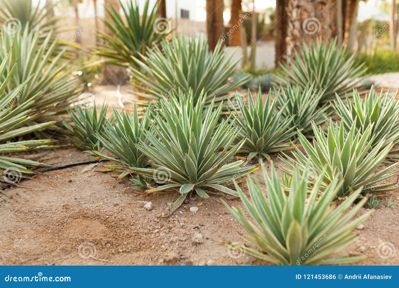 Group of Cactus Bushes on the Decorative Flower Garden of Agave Stock ...
