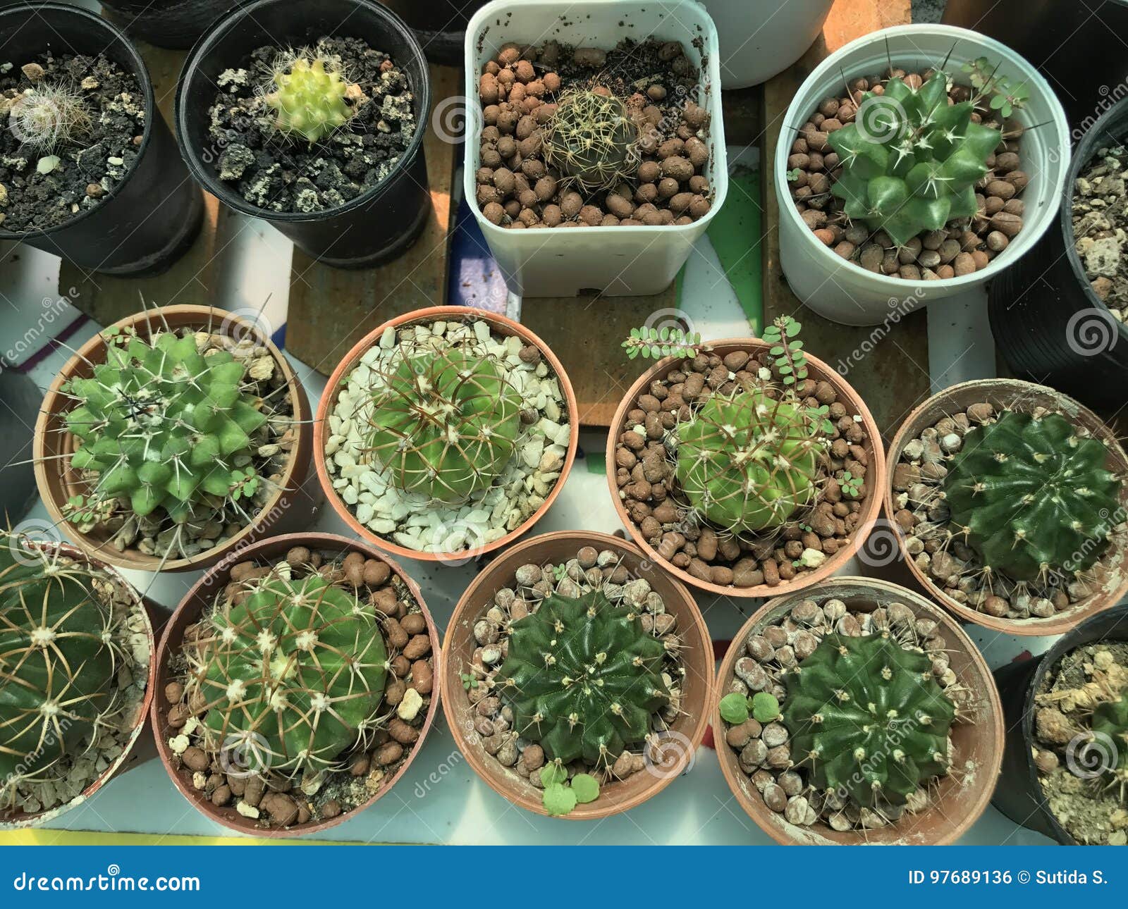 Group of cactus in farm stock photo. Image of botany - 97689136
