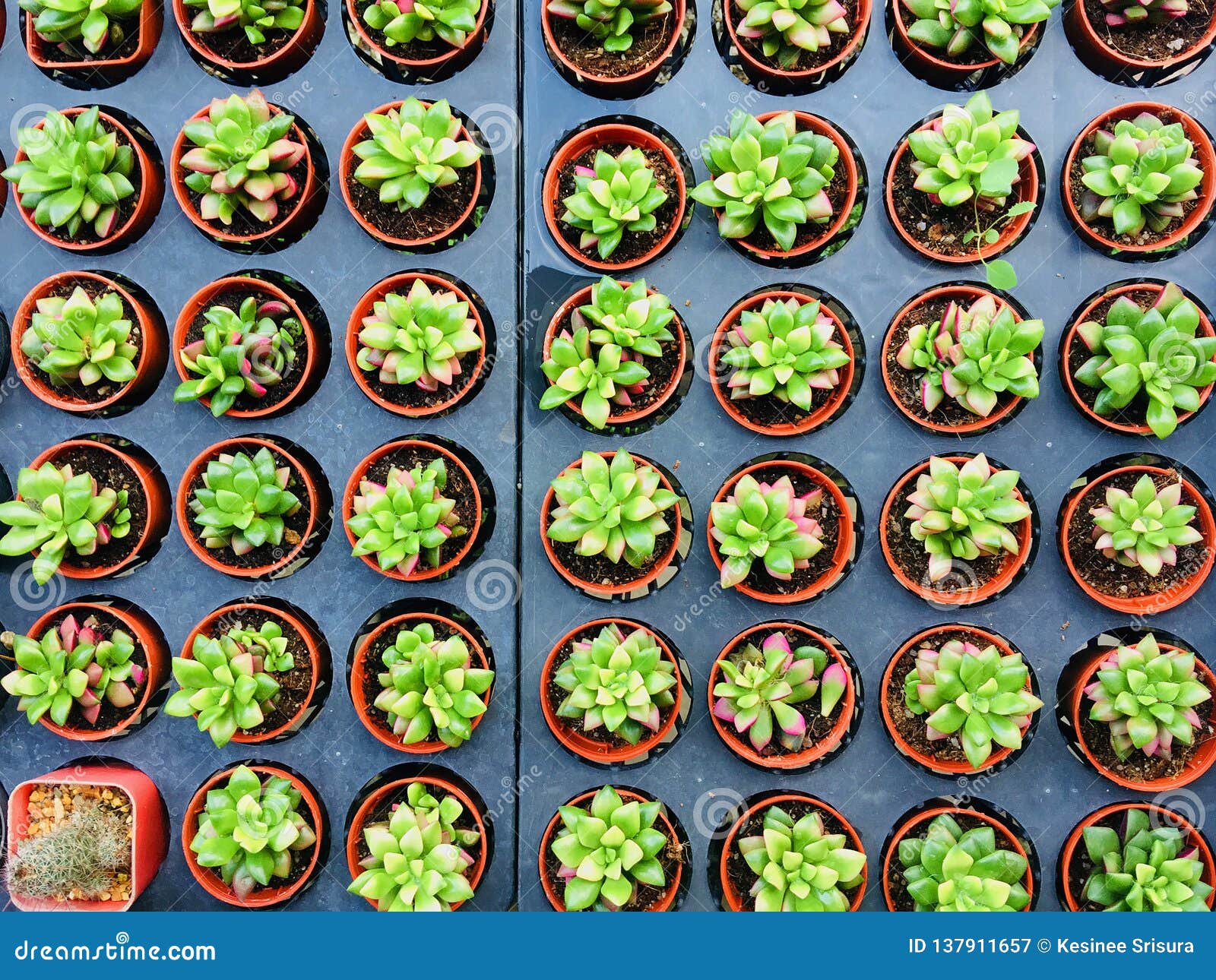 Group of Cactus in Flower Pot Stock Image - Image of botanic, botany ...