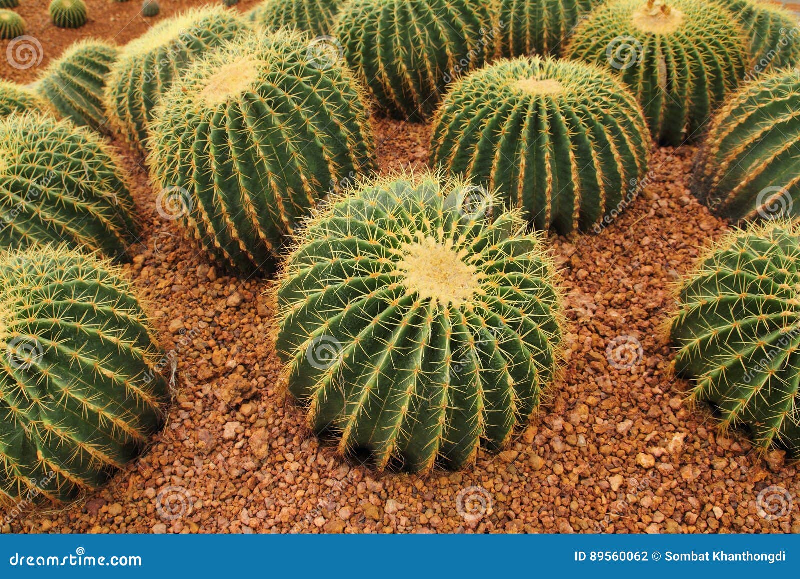 Group of cactus stock photo. Image of environment, thorn - 89560062