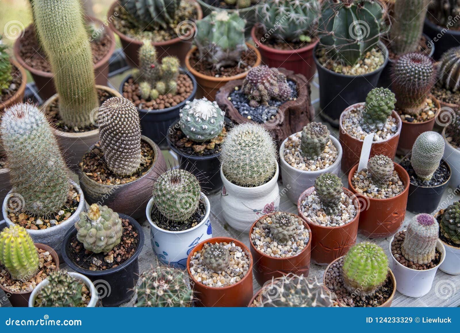 Group of cactus stock image. Image of decoration, fresh - 124233329