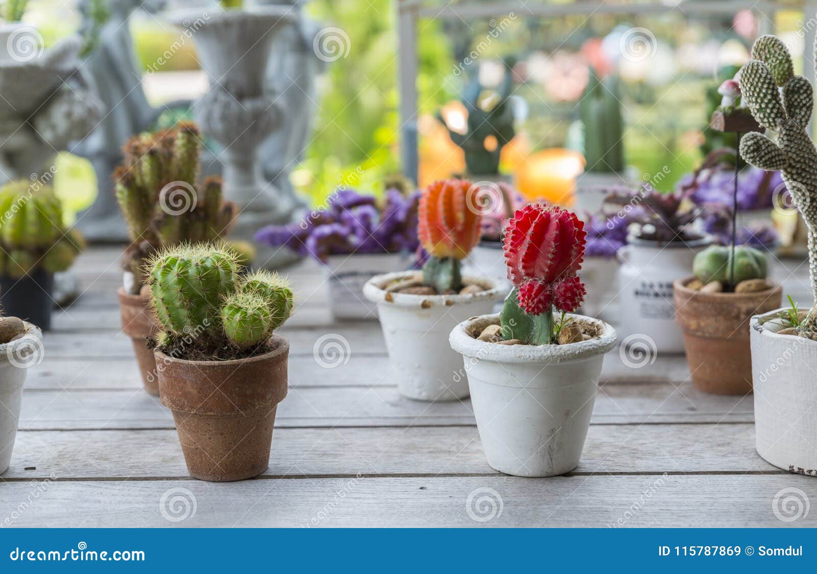 Group of Cactus Plants on Wooden Table Stock Image - Image of exotic ...