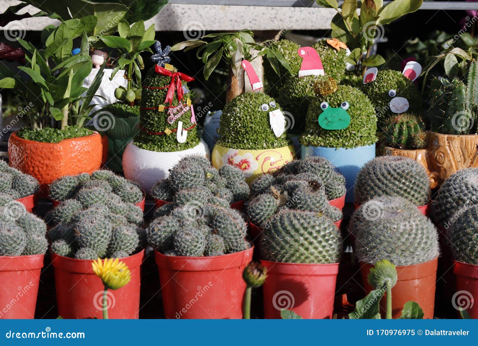 Group of cactus stock image. Image of beautiful, botany - 170976975