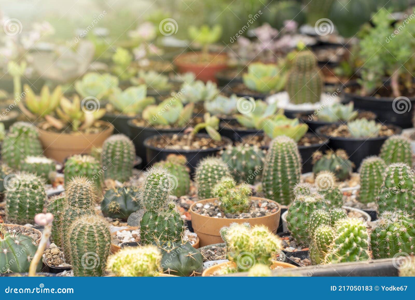 Group of Cactus in a Pot in the Garden. Small Decorative Plant Stock ...
