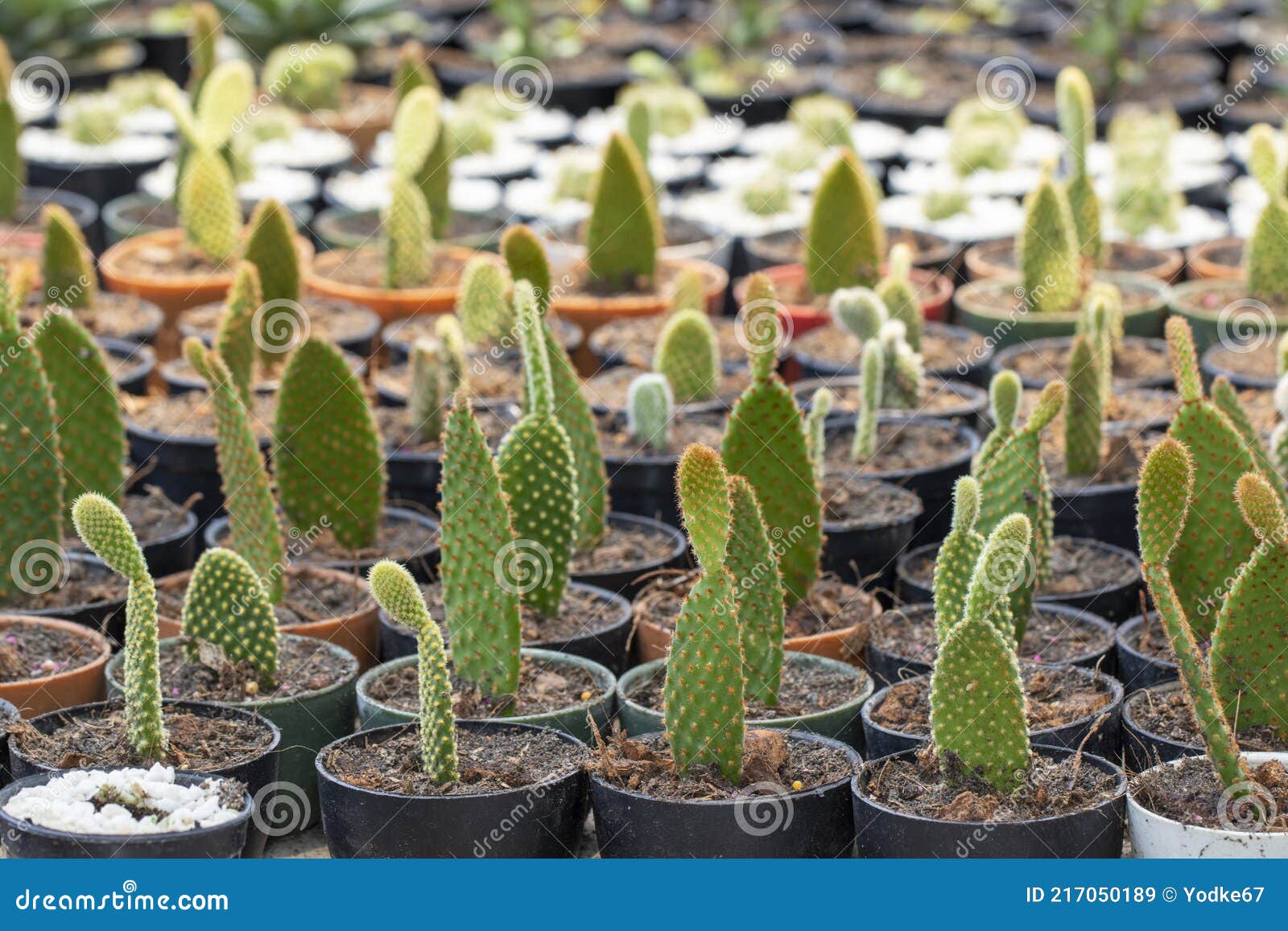 Group of Cactus in a Pot in the Garden. Small Decorative Plant Stock ...
