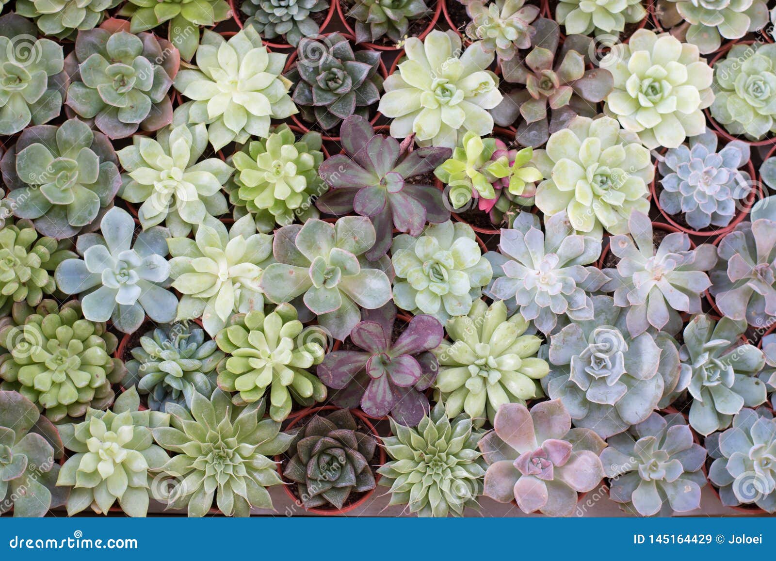 Group of Cactus in a Pot, Succulent Plant Stock Image - Image of ...