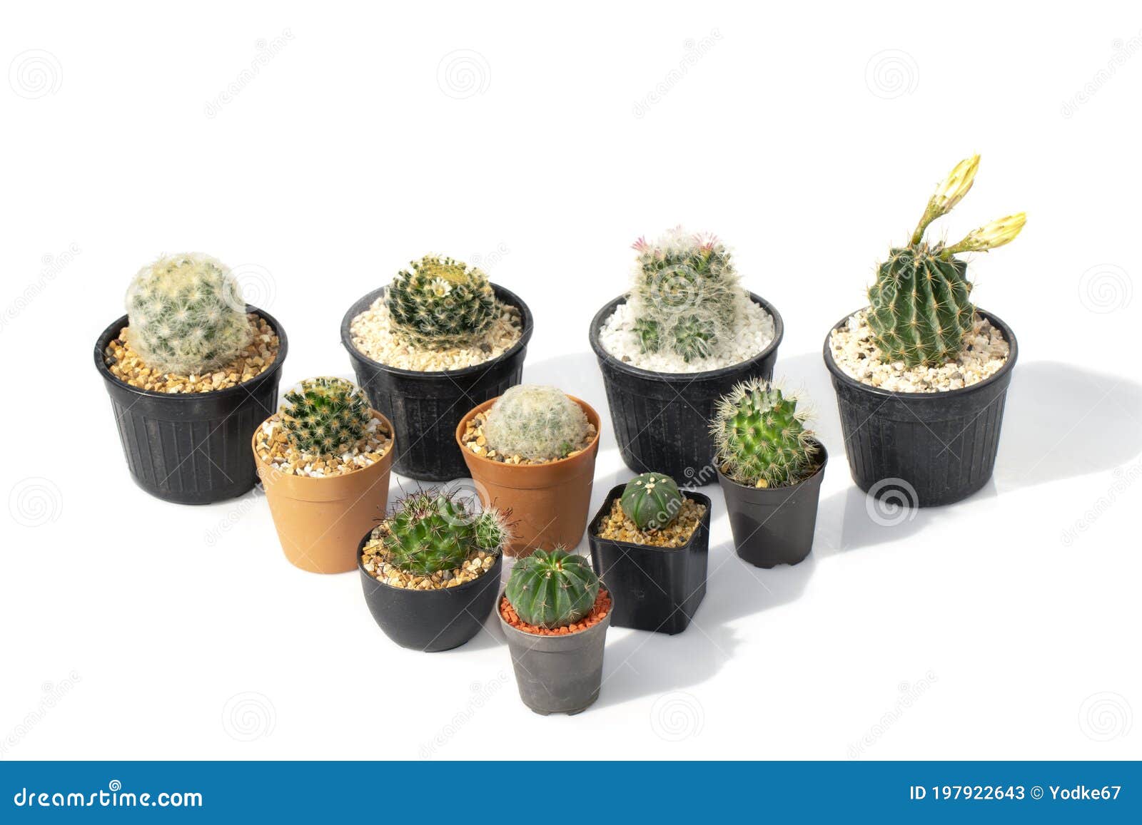 Group of Cactus in Pots Isolated on White Background. Small Decorative ...