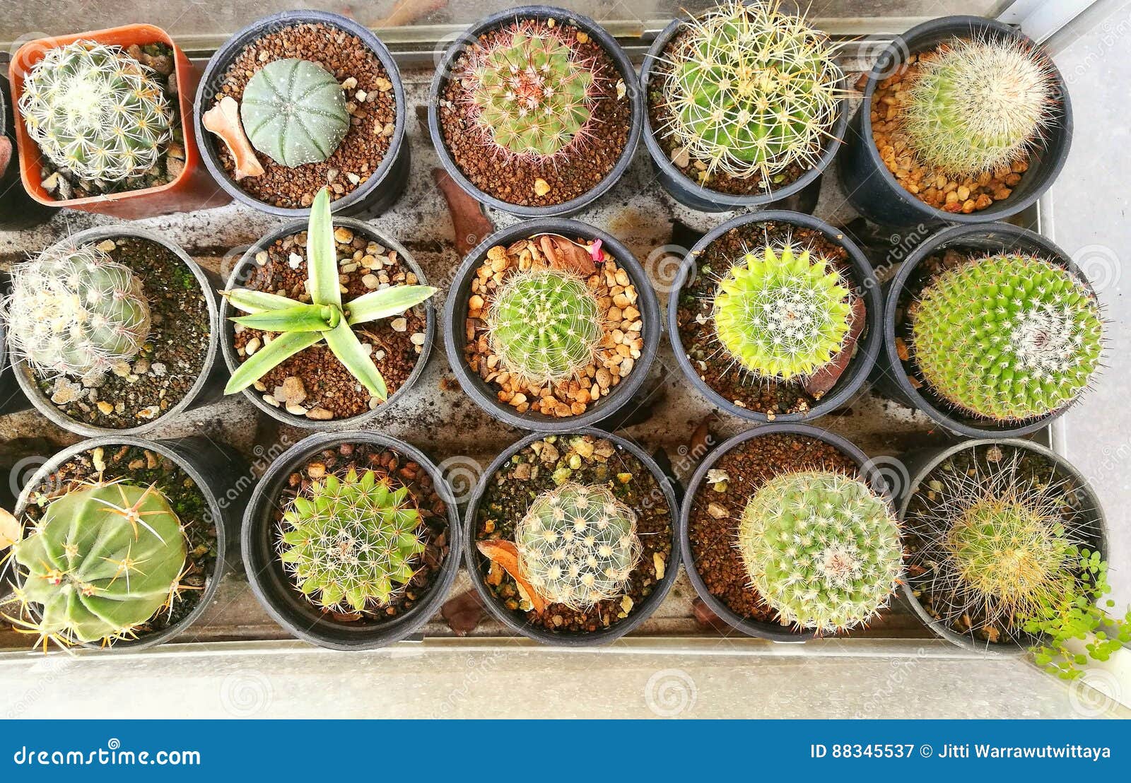 Group of Cactus stock image. Image of tree, flora, group - 88345537