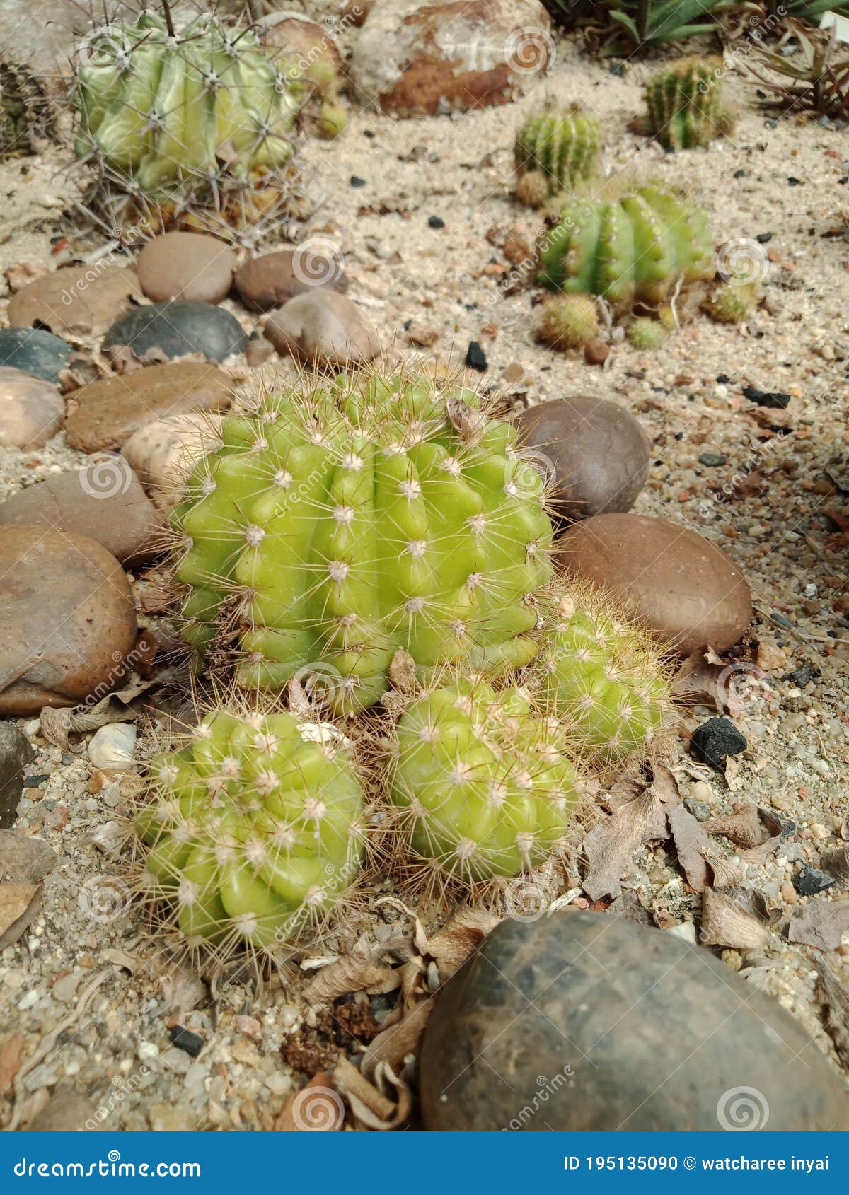 A Group of Cactus on the Sand Stock Photo - Image of tree, leaf: 195135090