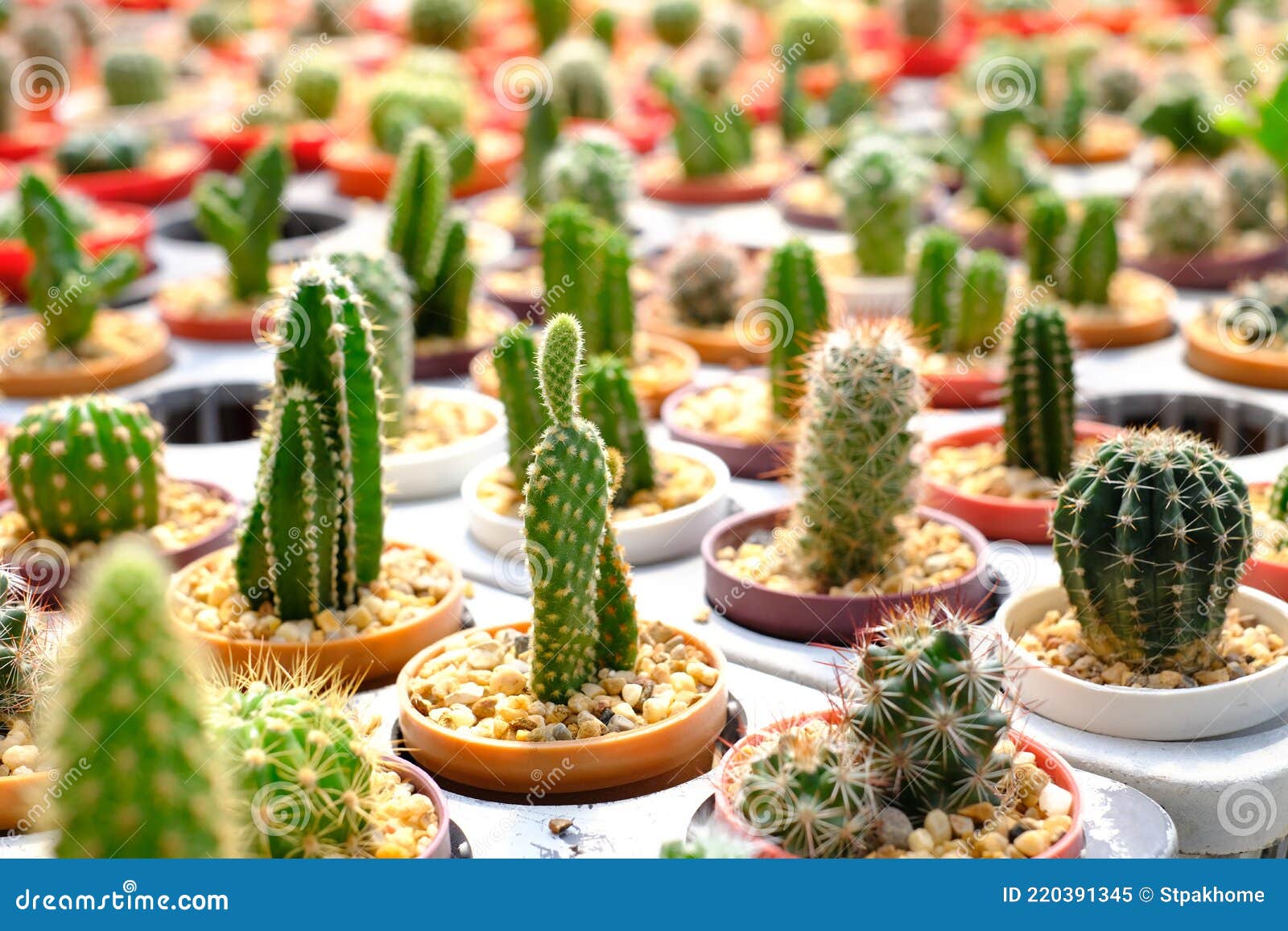 Group of Cactus in a Pot in the Garden. Stock Image - Image of green ...