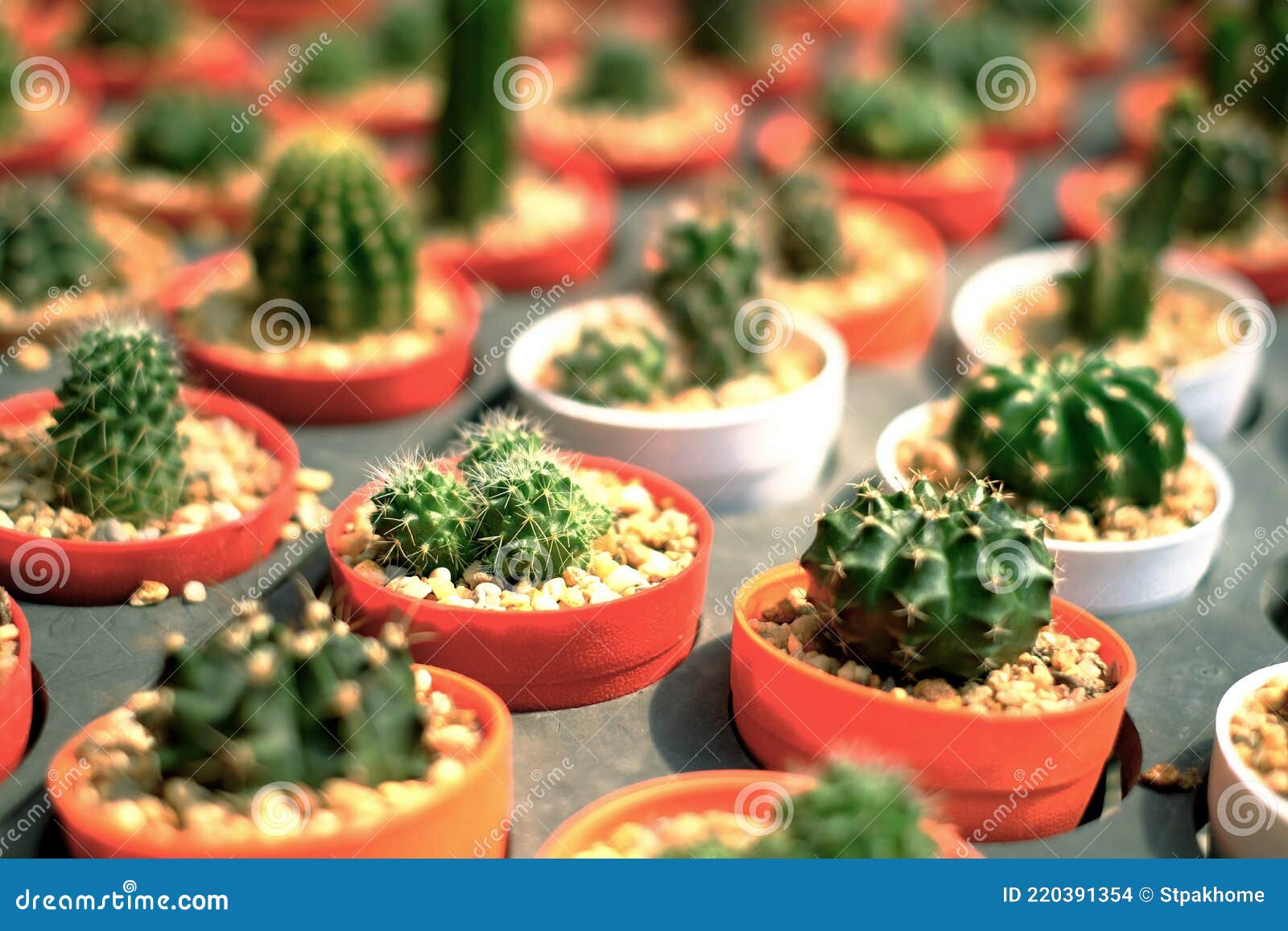Group of Cactus in a Pot in the Garden. Stock Photo - Image of ...