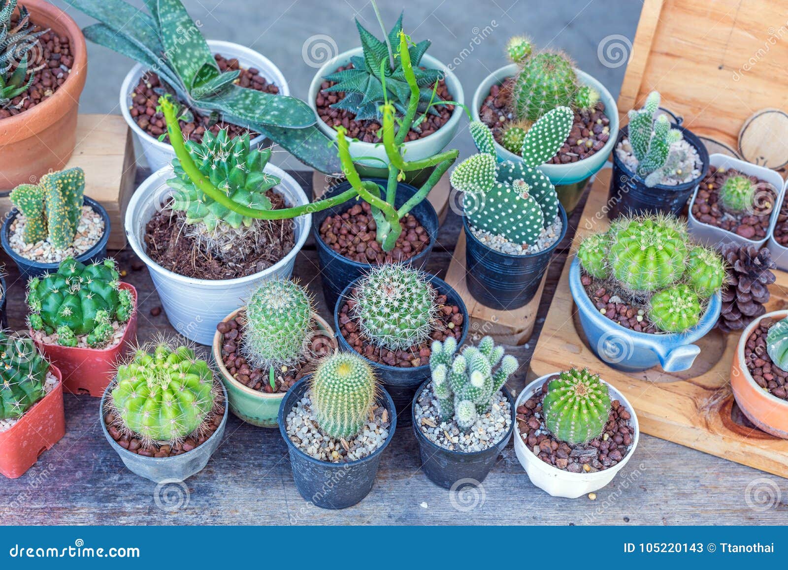 Group of Cactus in Small Pots Stock Image - Image of fresh, small ...