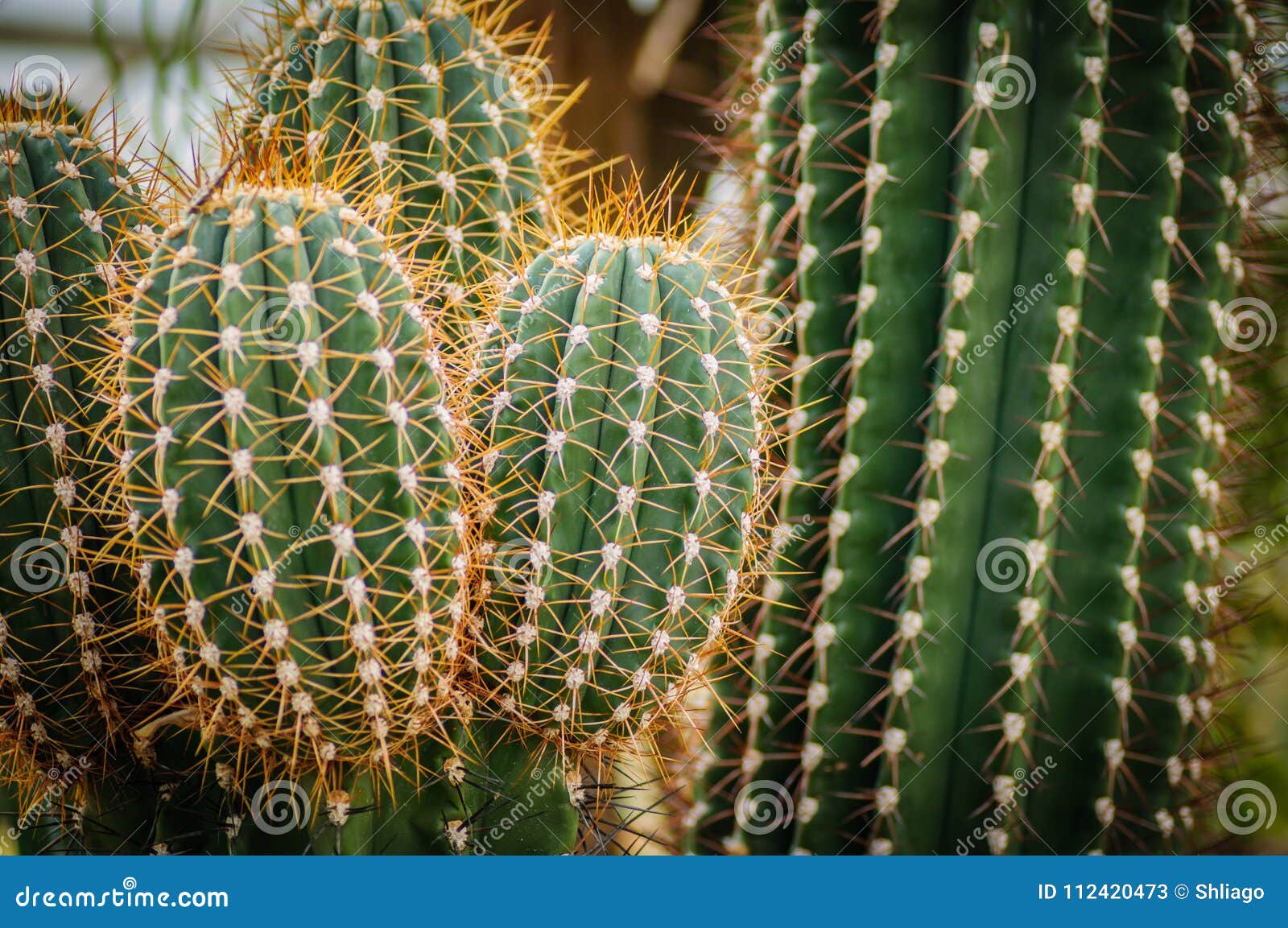 Group of Cactuses. Succulents of Different Types Stock Image - Image of ...