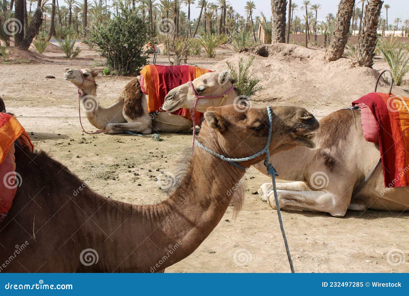 Group of a Camel Resting on the Ground Stock Image - Image of surface ...