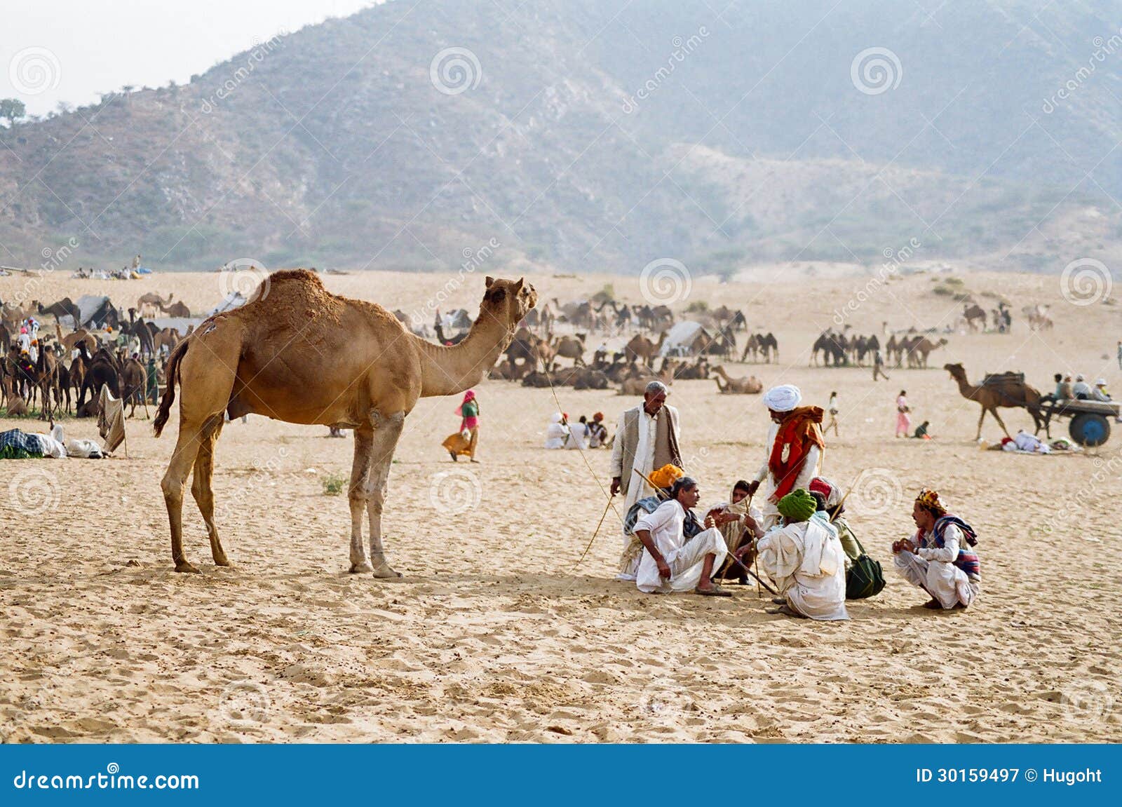 Camel Fair, Pushkar India editorial photography. Image of camel - 30159497