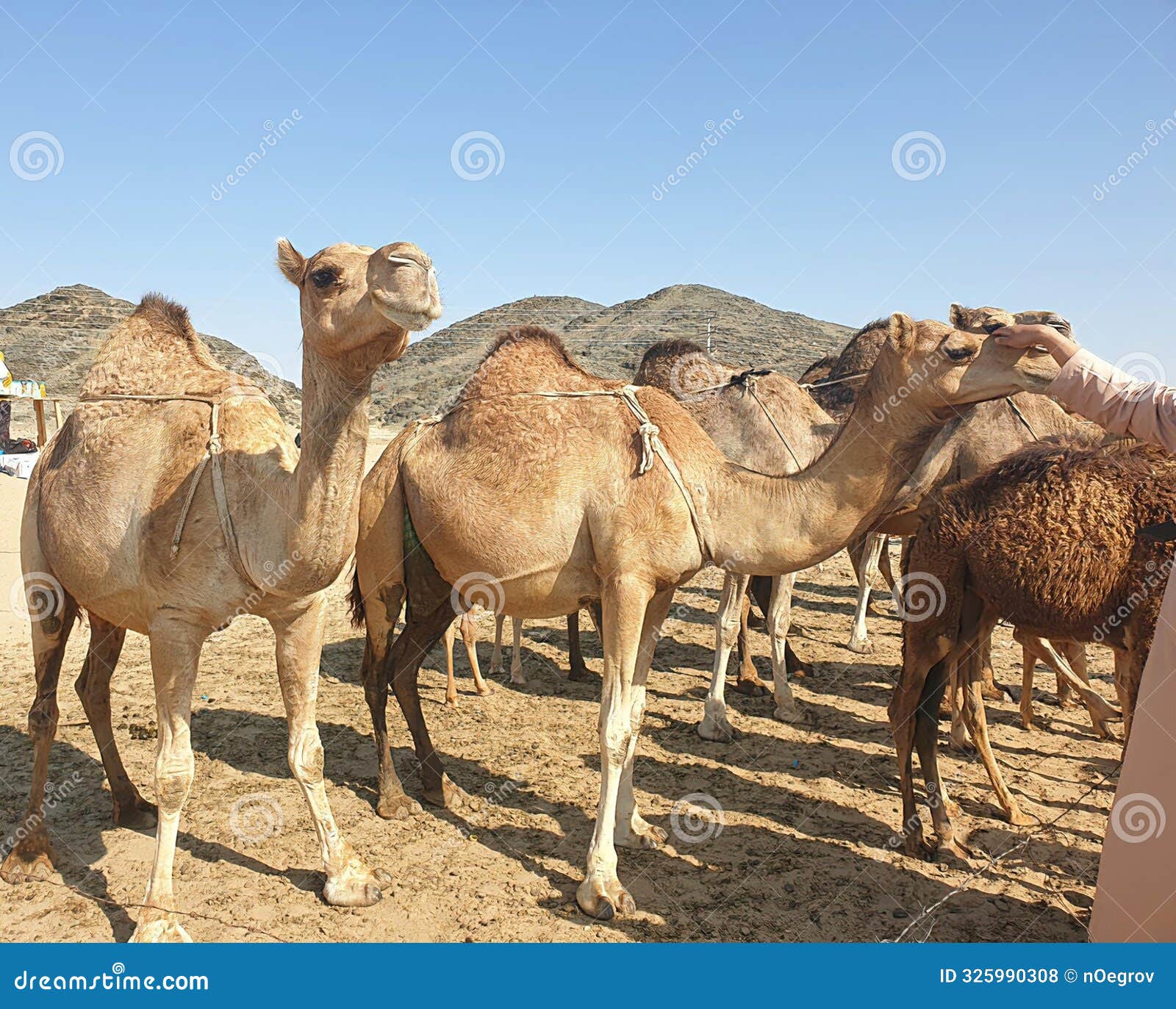 A Group of Camels in a Desert Setting Stock Photo - Image of group ...