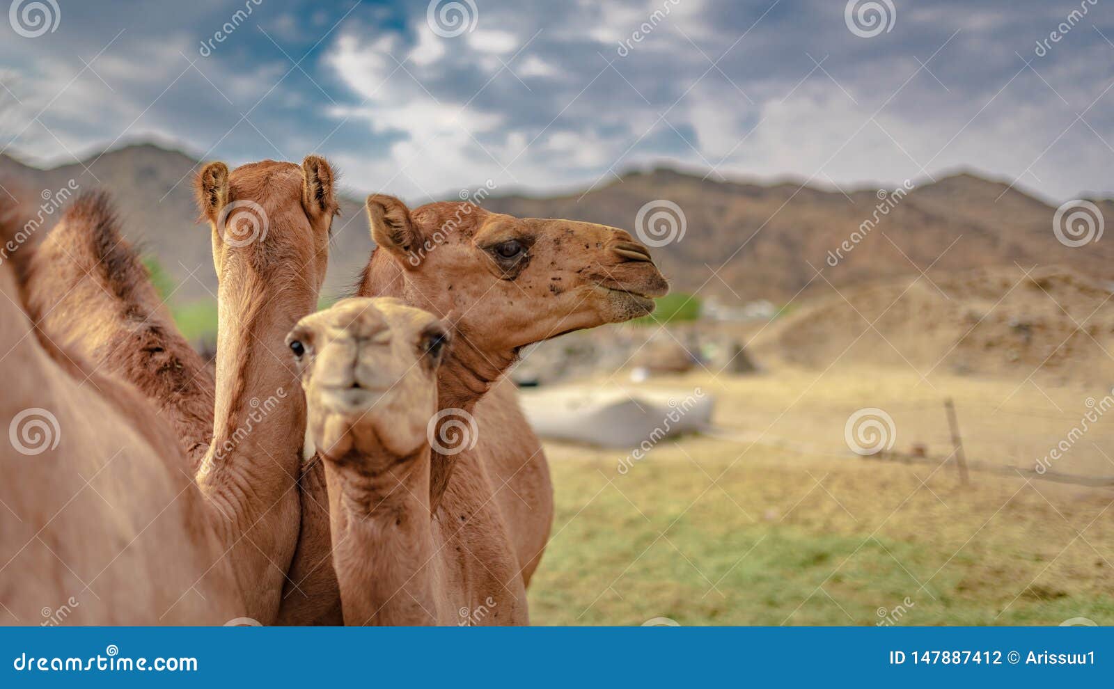 A Group of Camels in Desert Stock Photo - Image of arab, animal: 147887412