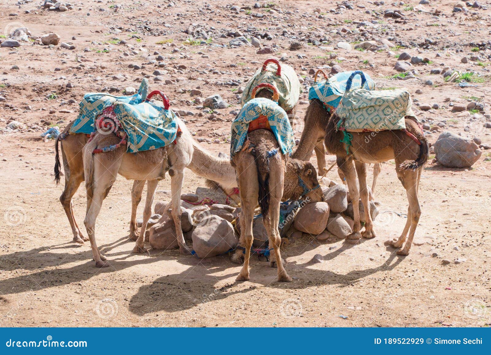 A Group of Camels is Drinking at a Well Stock Image - Image of arabic ...