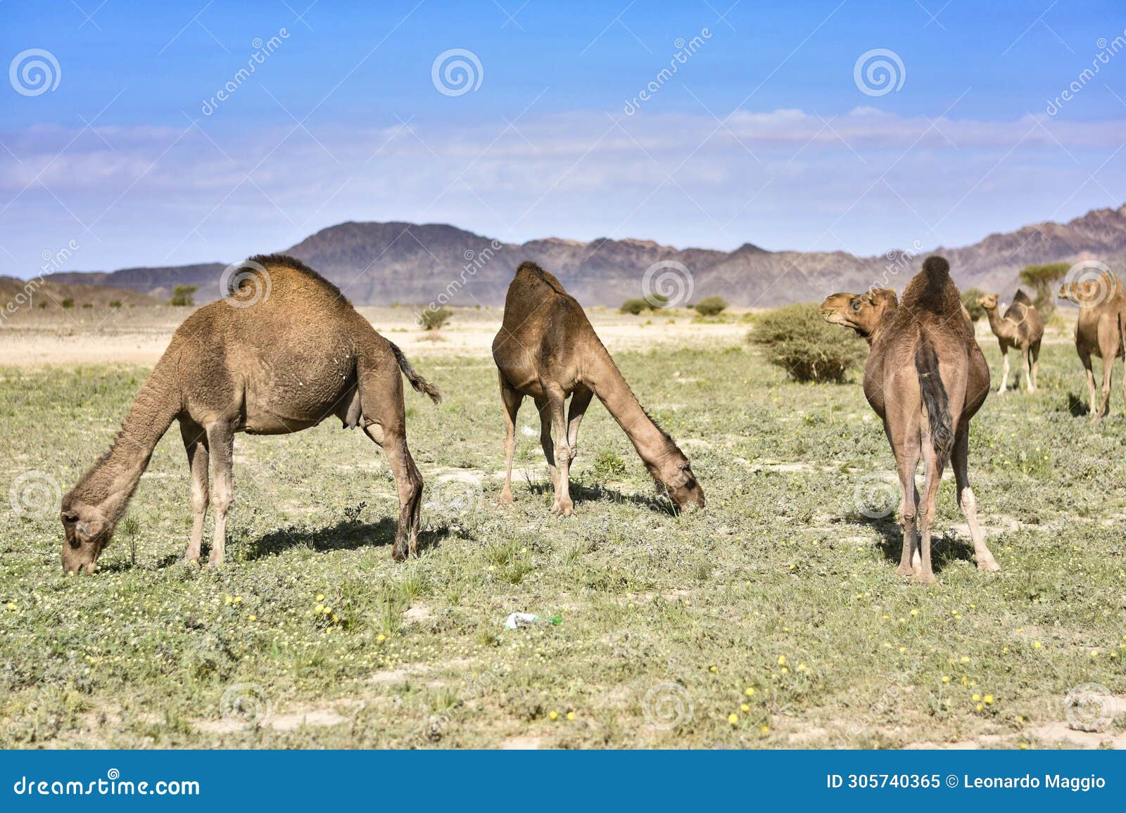 Group of Camels Eating Grass in the Desert of Saudi Arabia Stock Image ...