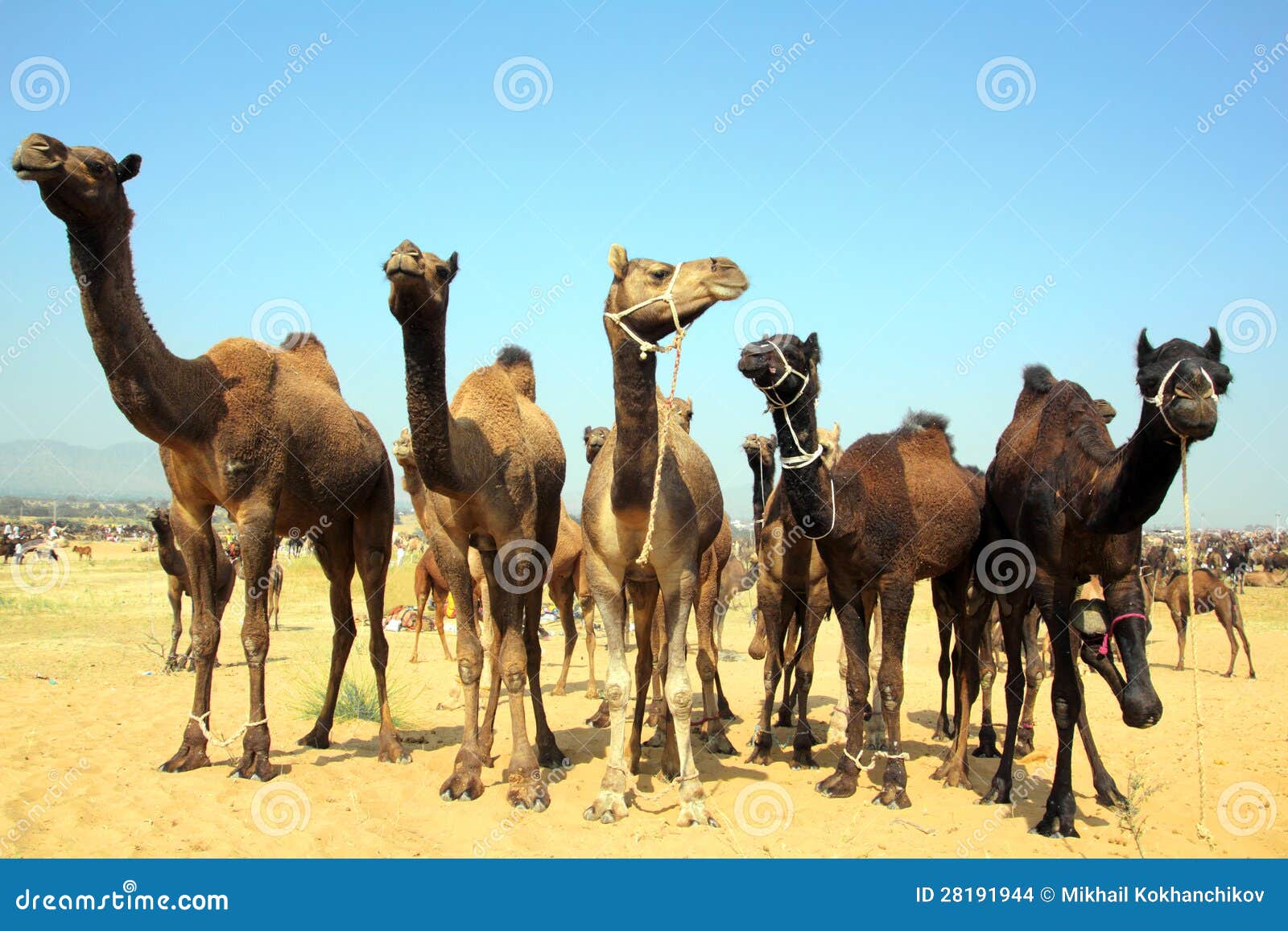 Group of Camels during Festival in Pushkar Stock Photo - Image of ...