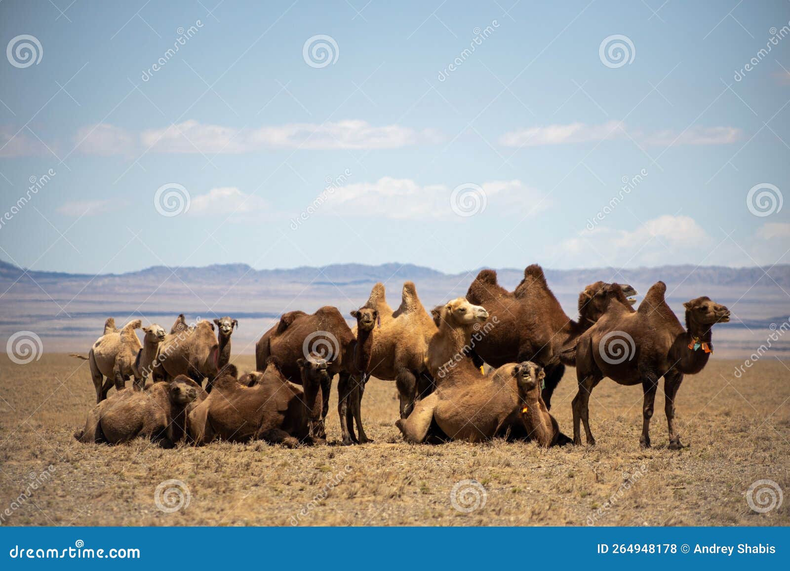 Group of Camels Funny Desert Mongolia Steppe Stock Photo - Image of ...