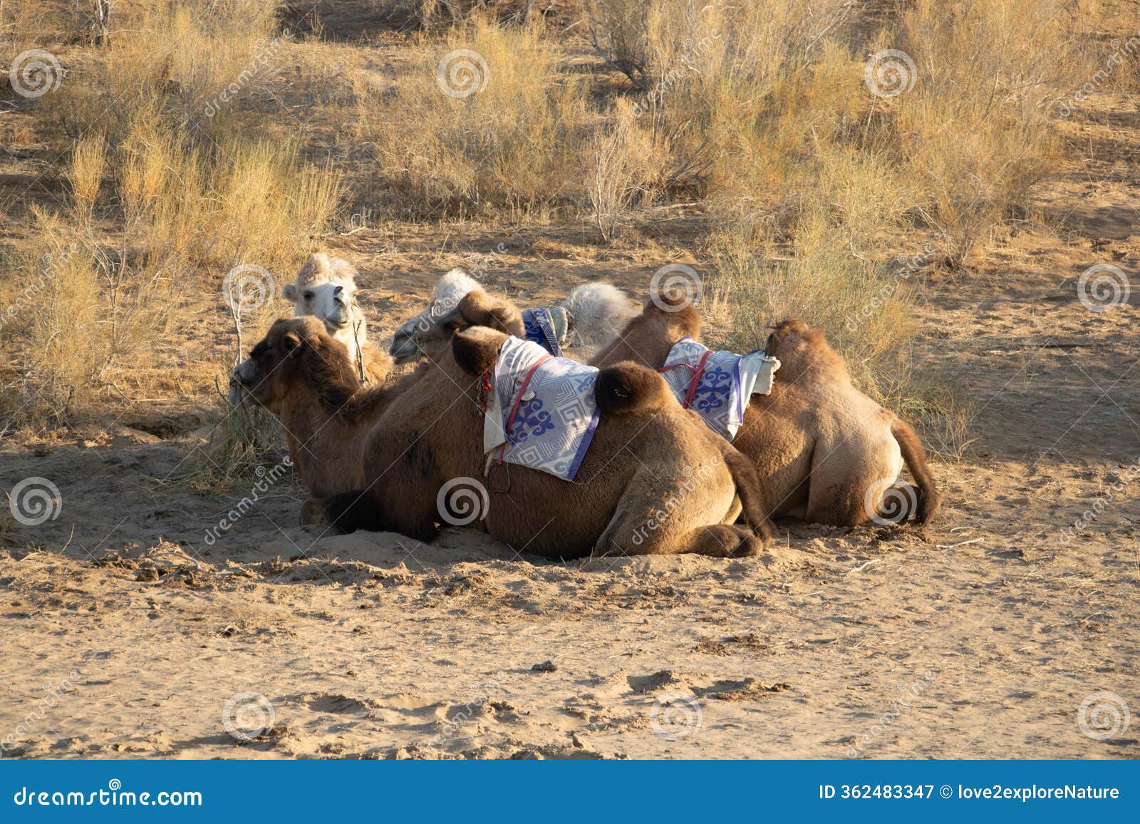 Group of Camels with Gear Sitting in the Desert Stock Image - Image of ...