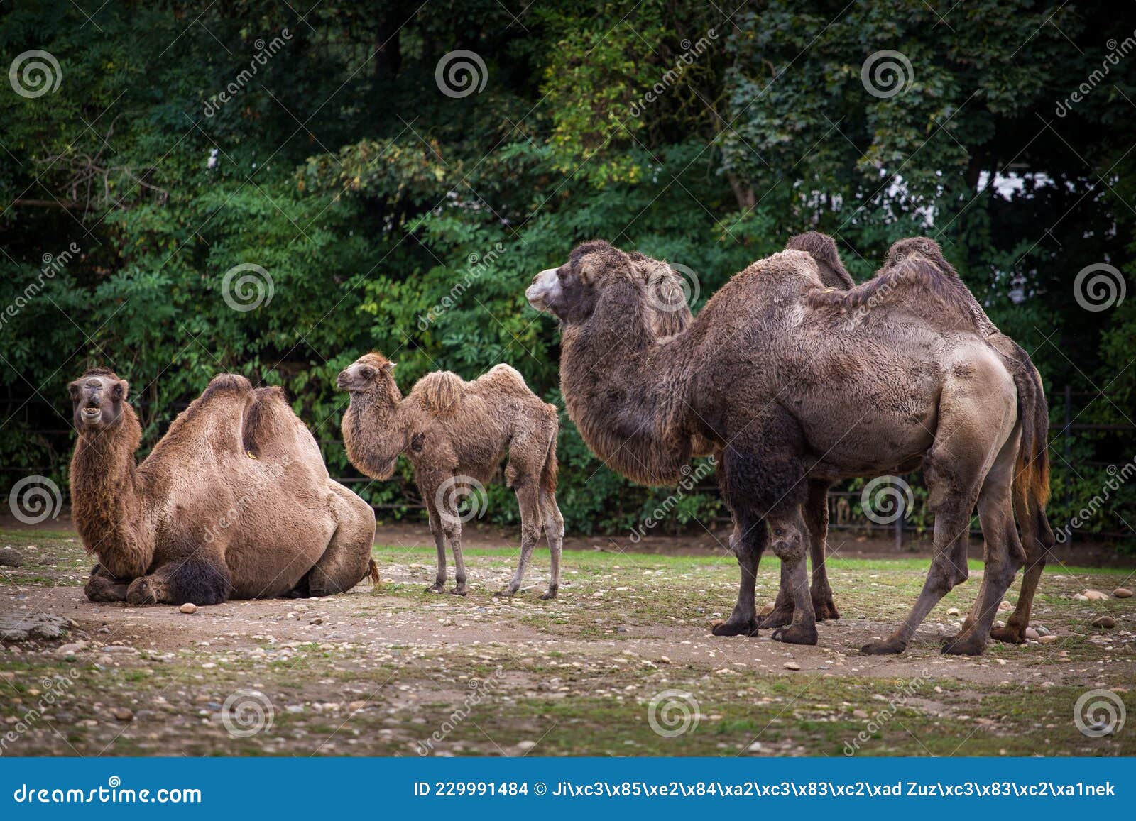 Group of Camels in Nature Park Stock Photo - Image of travel, camel ...