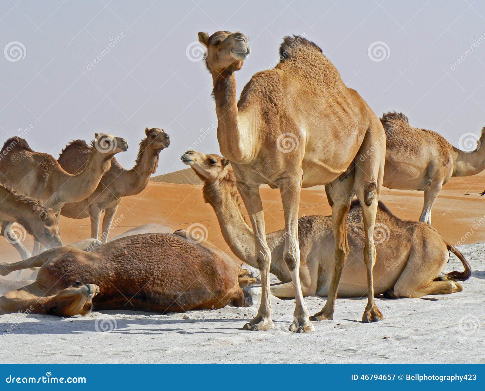 Group of Camels Rolling in the Sand Stock Image - Image of adventure ...