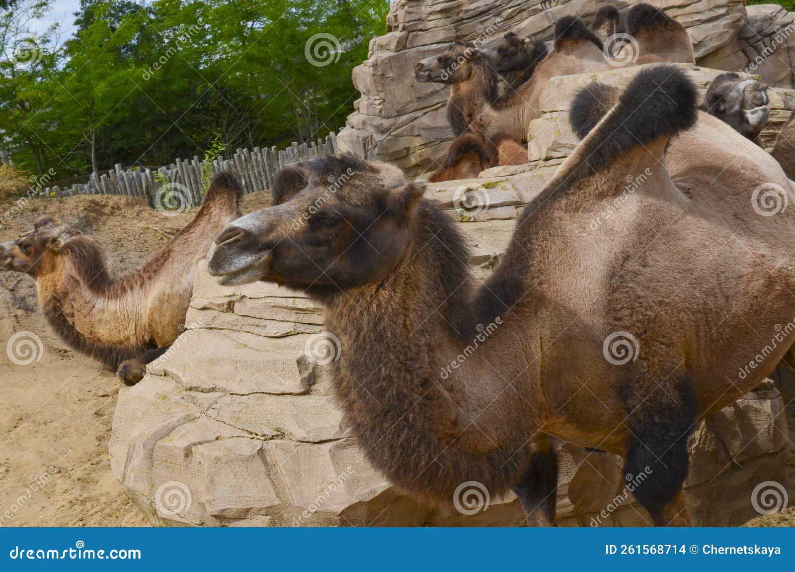 Group of Camels in Safari Park Outdoors Stock Photo - Image of emmen ...