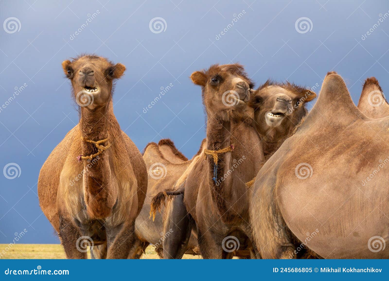 Group Of Camels Standing And Gazing In The Market With One Camel Facing ...