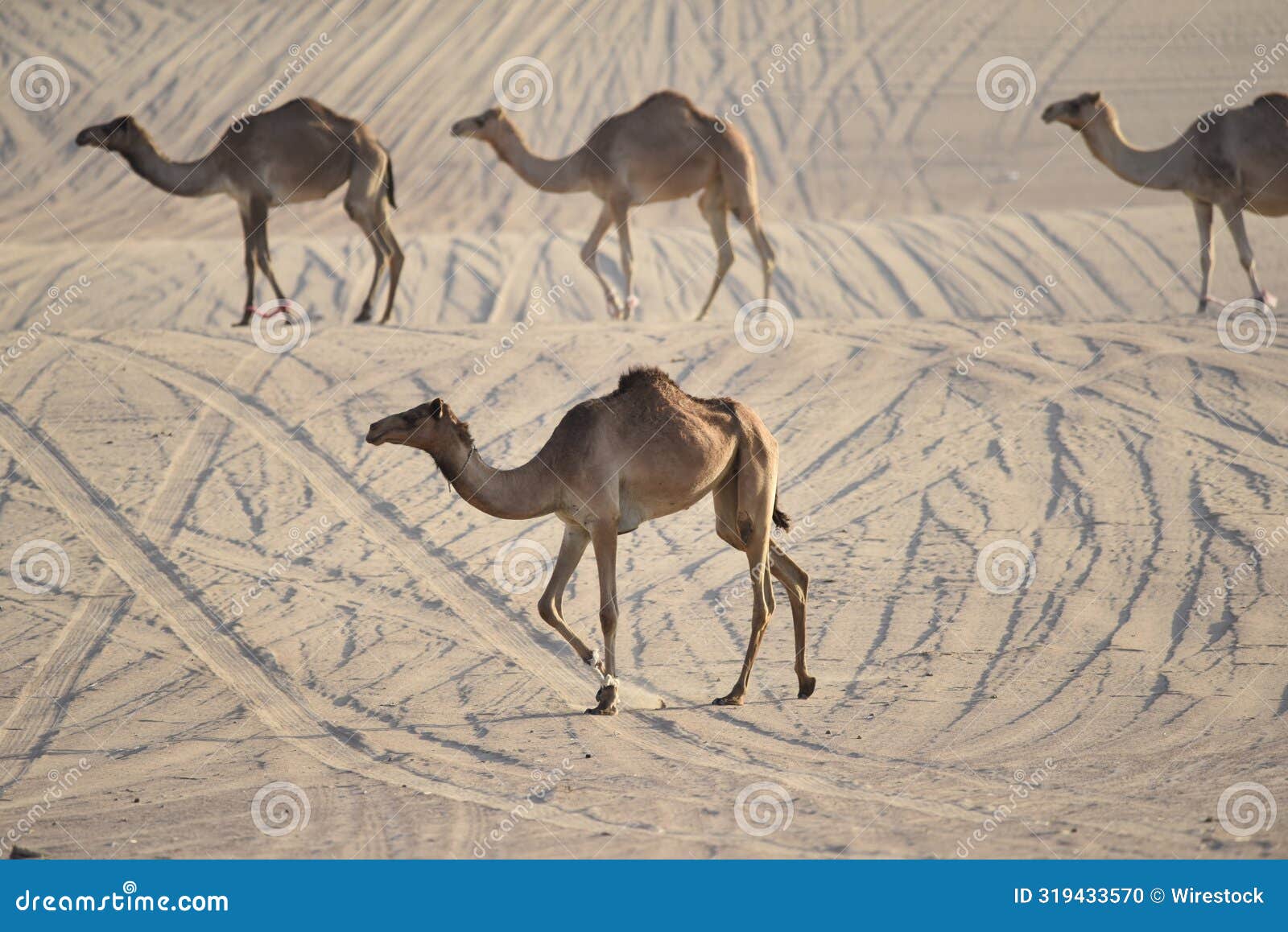 Group of Camels Walking in Arid Desert Field Stock Photo - Image of ...