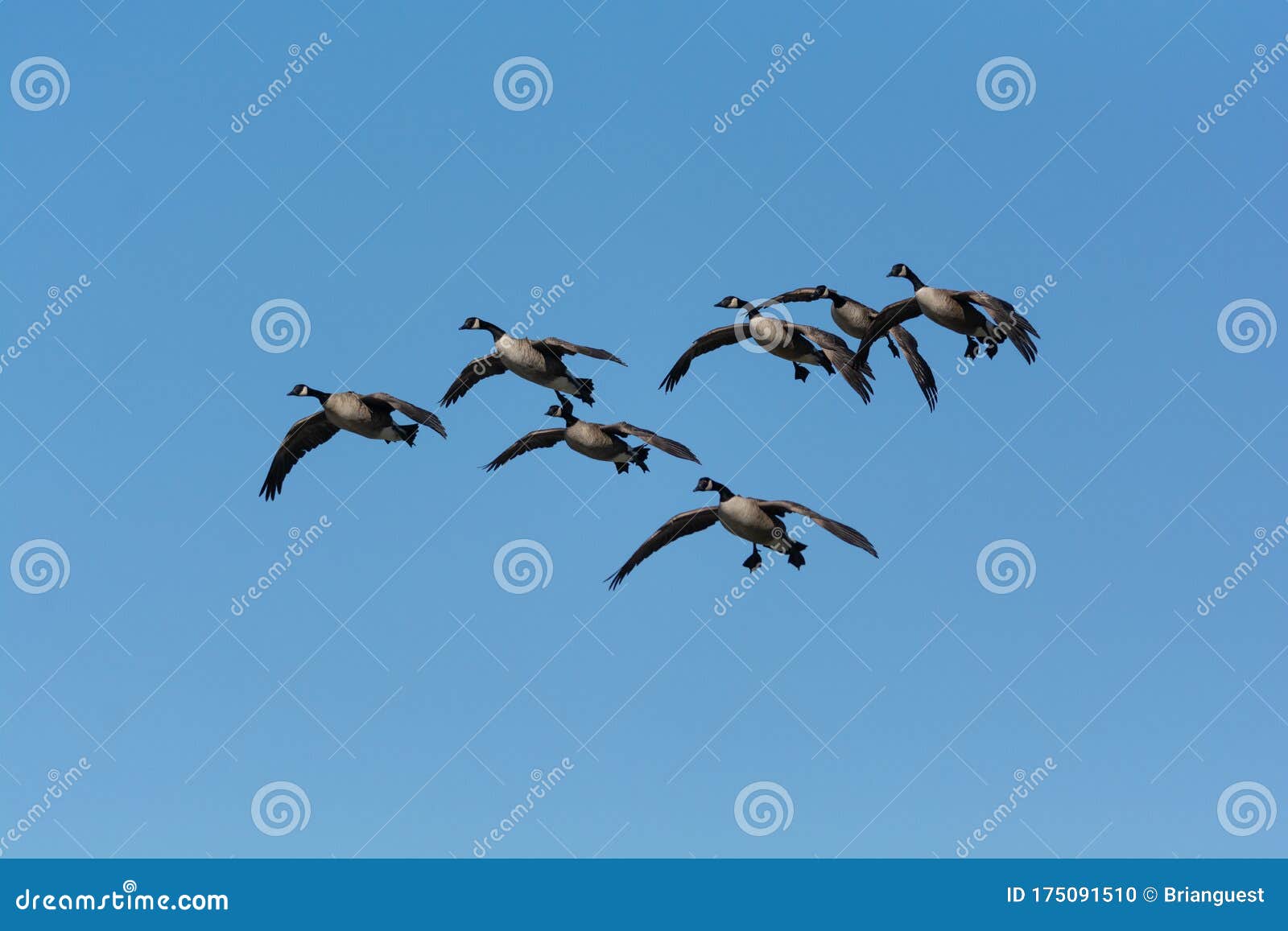 Group of Canada Geese Descending Towards a Pond Stock Photo - Image of ...