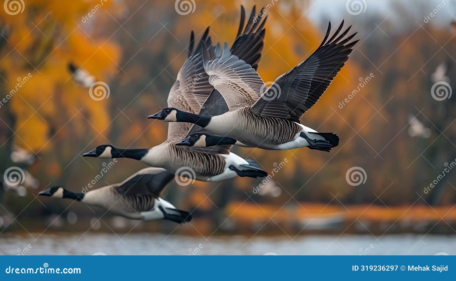 Group of Canada Geese Flying in Formation. Autumn Landscape Stock Image ...