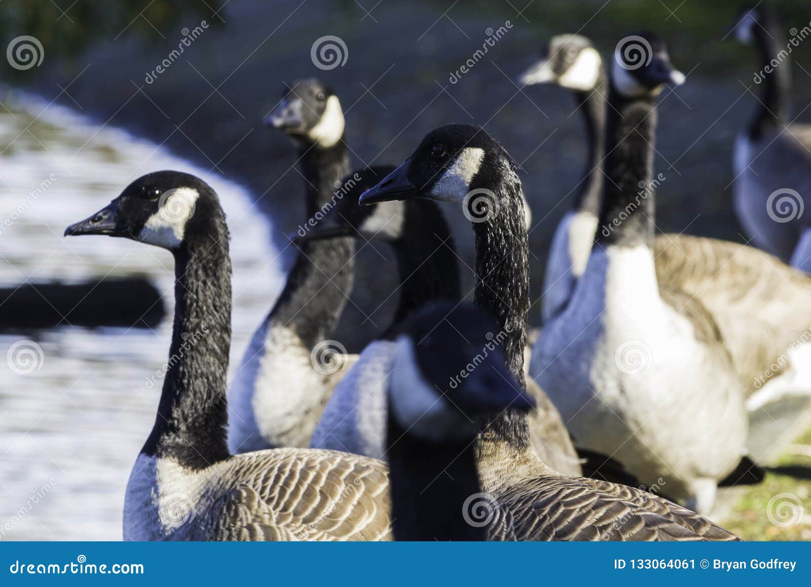 Group of Canada Geese Looking Around on the Side of a Pond Stock Image ...