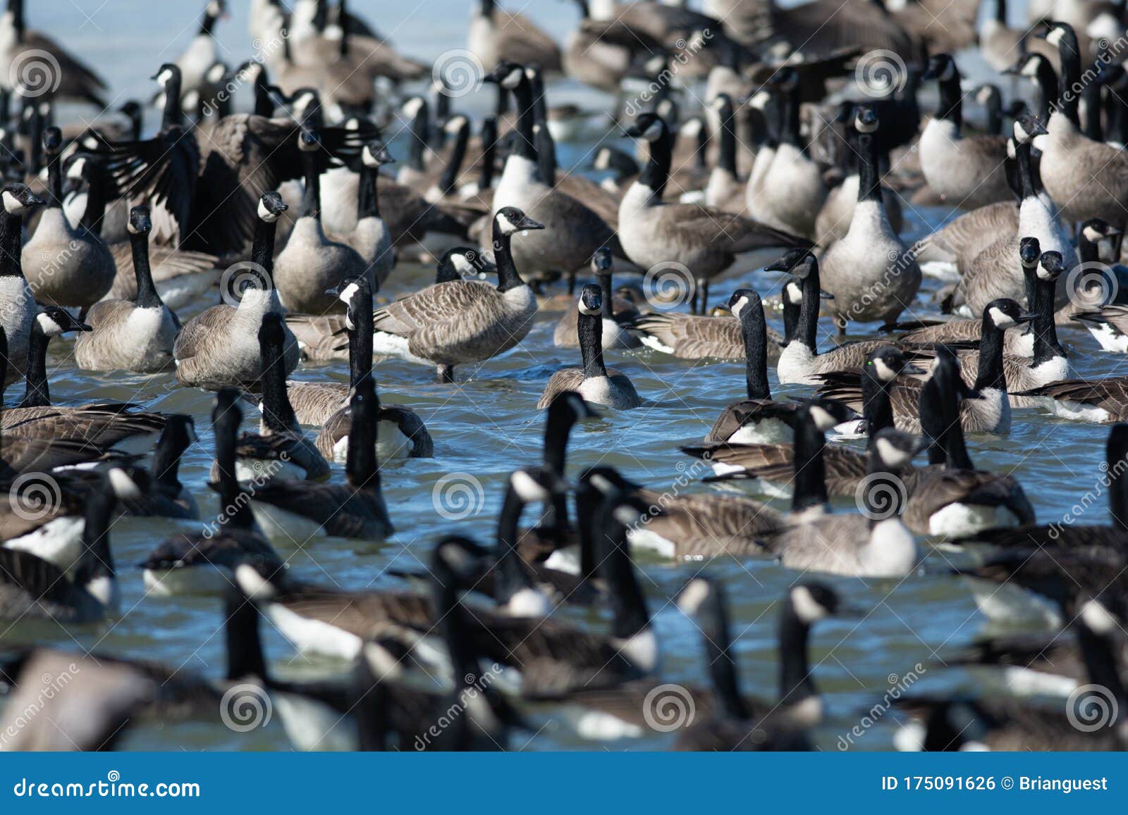 Group of Canada Geese on a Pond Stock Photo - Image of color, geese ...