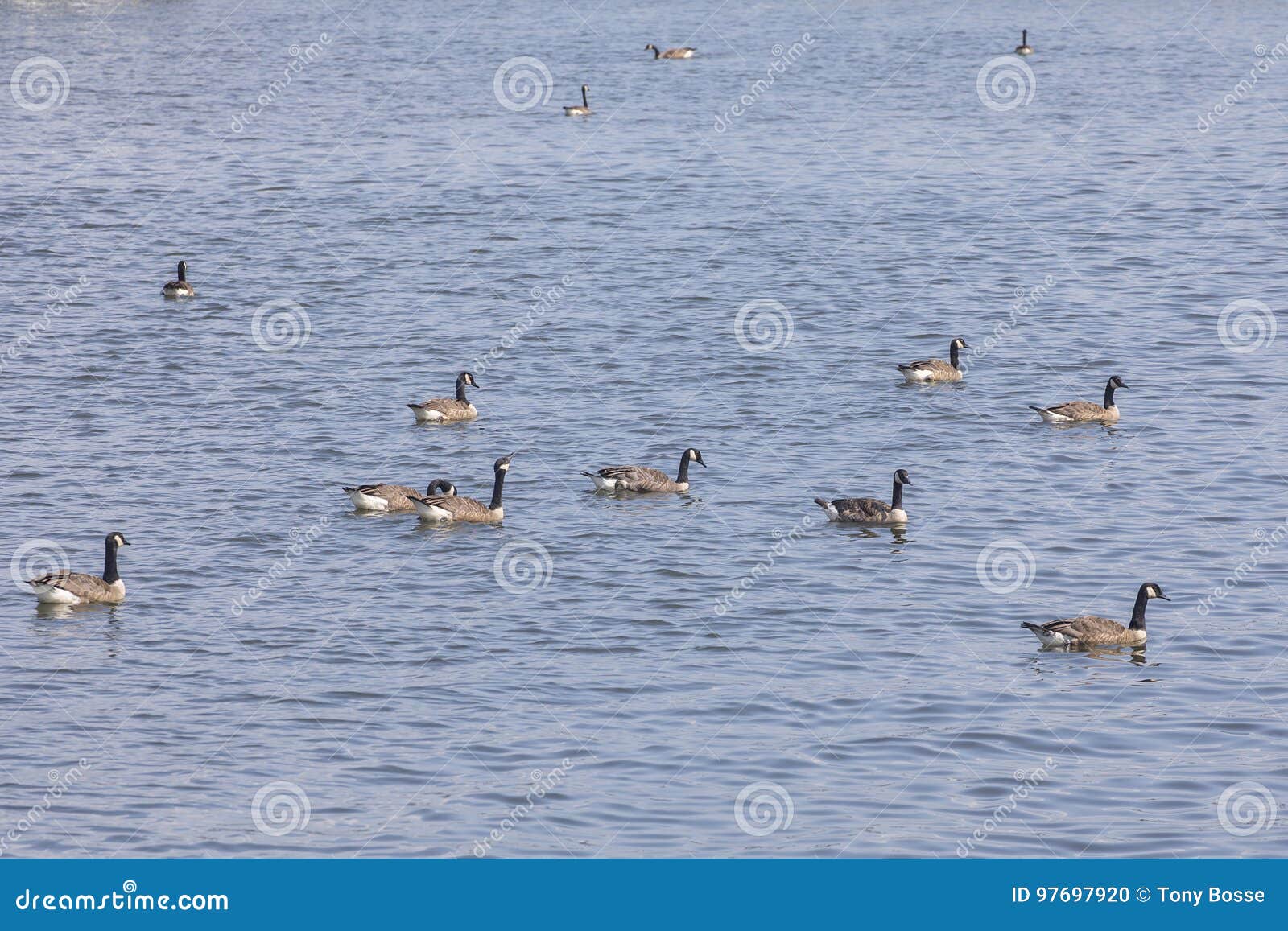 Group of Canada Geese stock photo. Image of lake, geese - 97697920