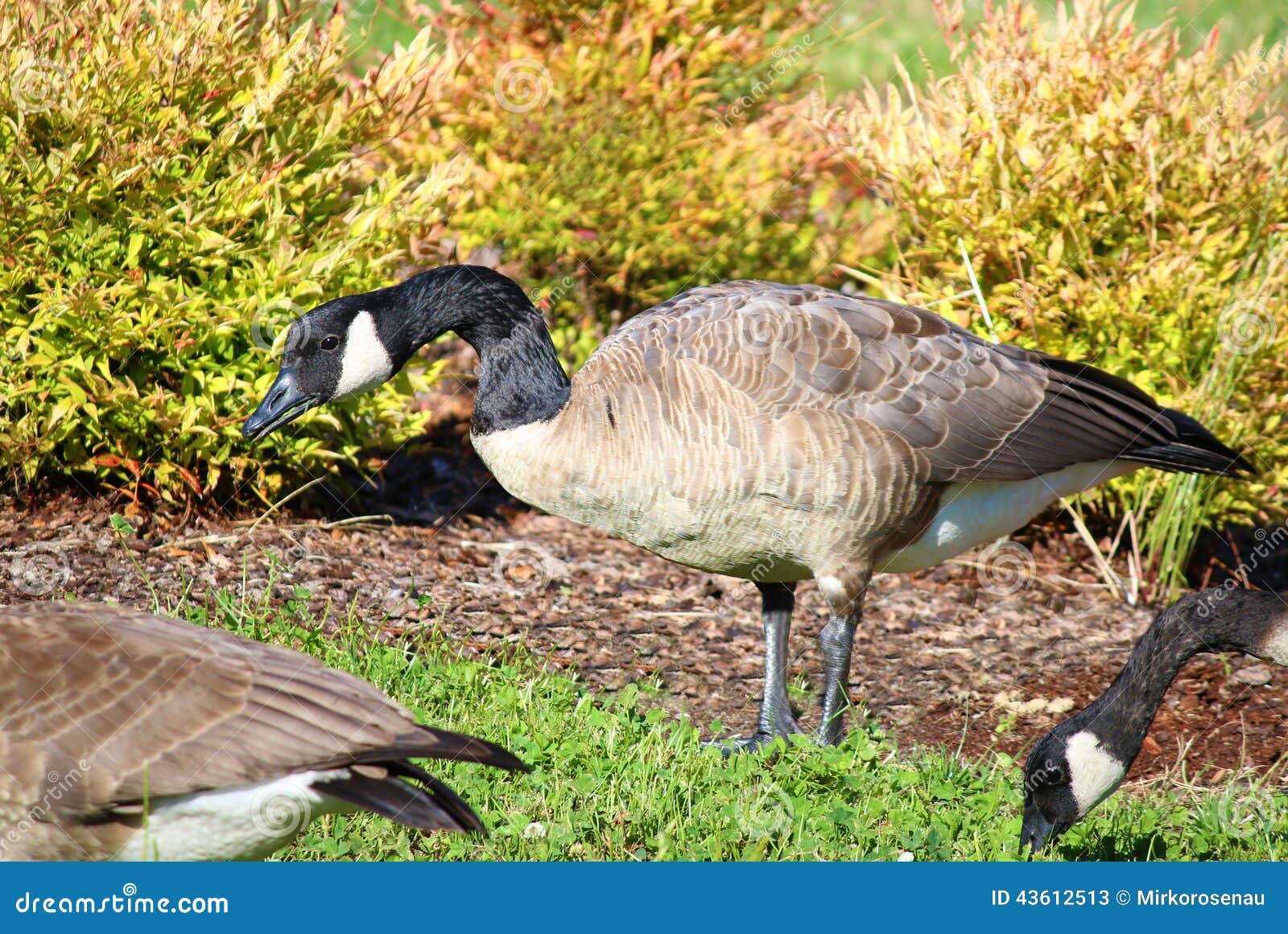 Group of Canadian Geese Eating Stock Image - Image of female, color ...
