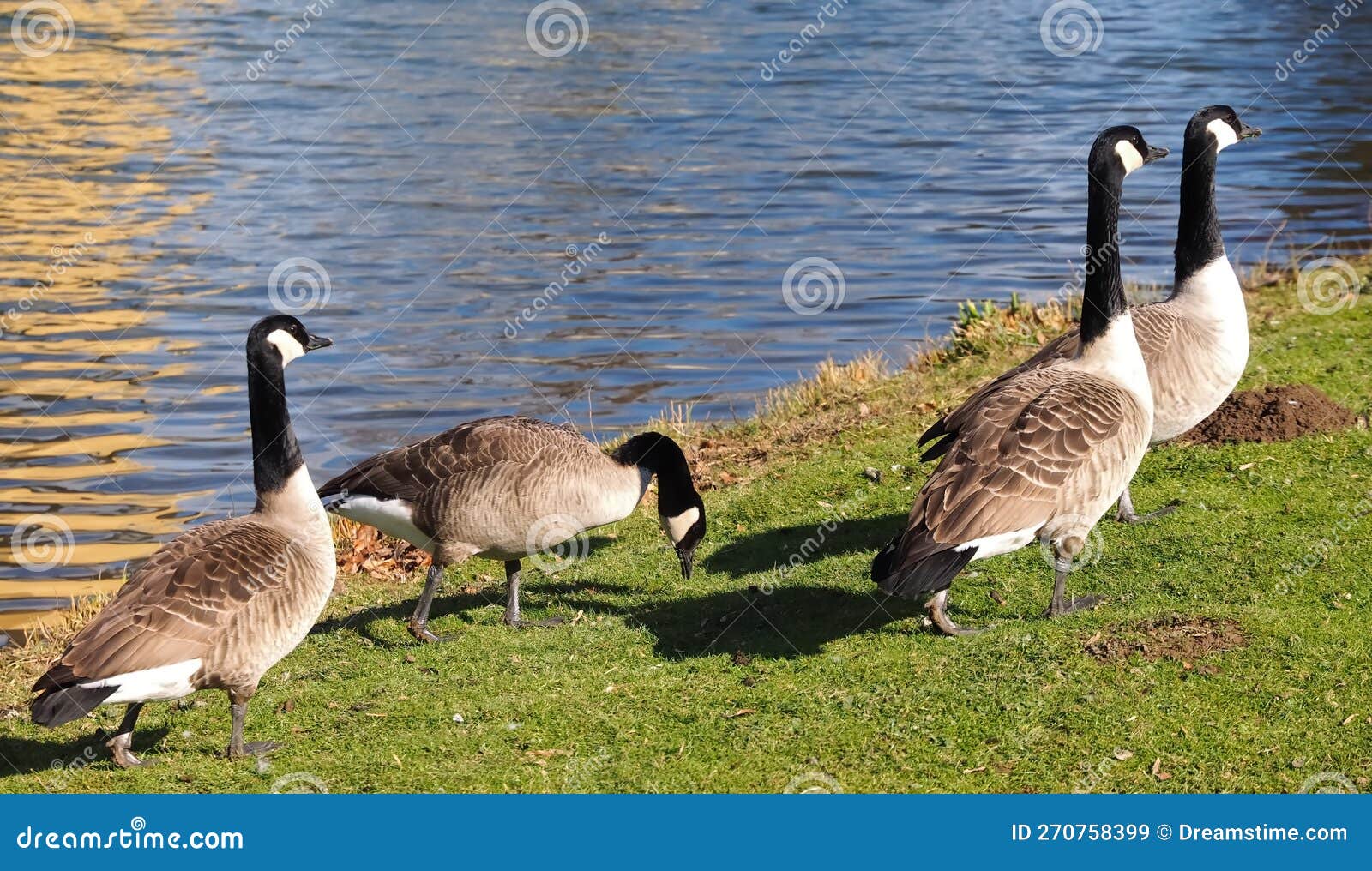 Group of Canadian Geese on a Meadow Stock Image - Image of feeding ...