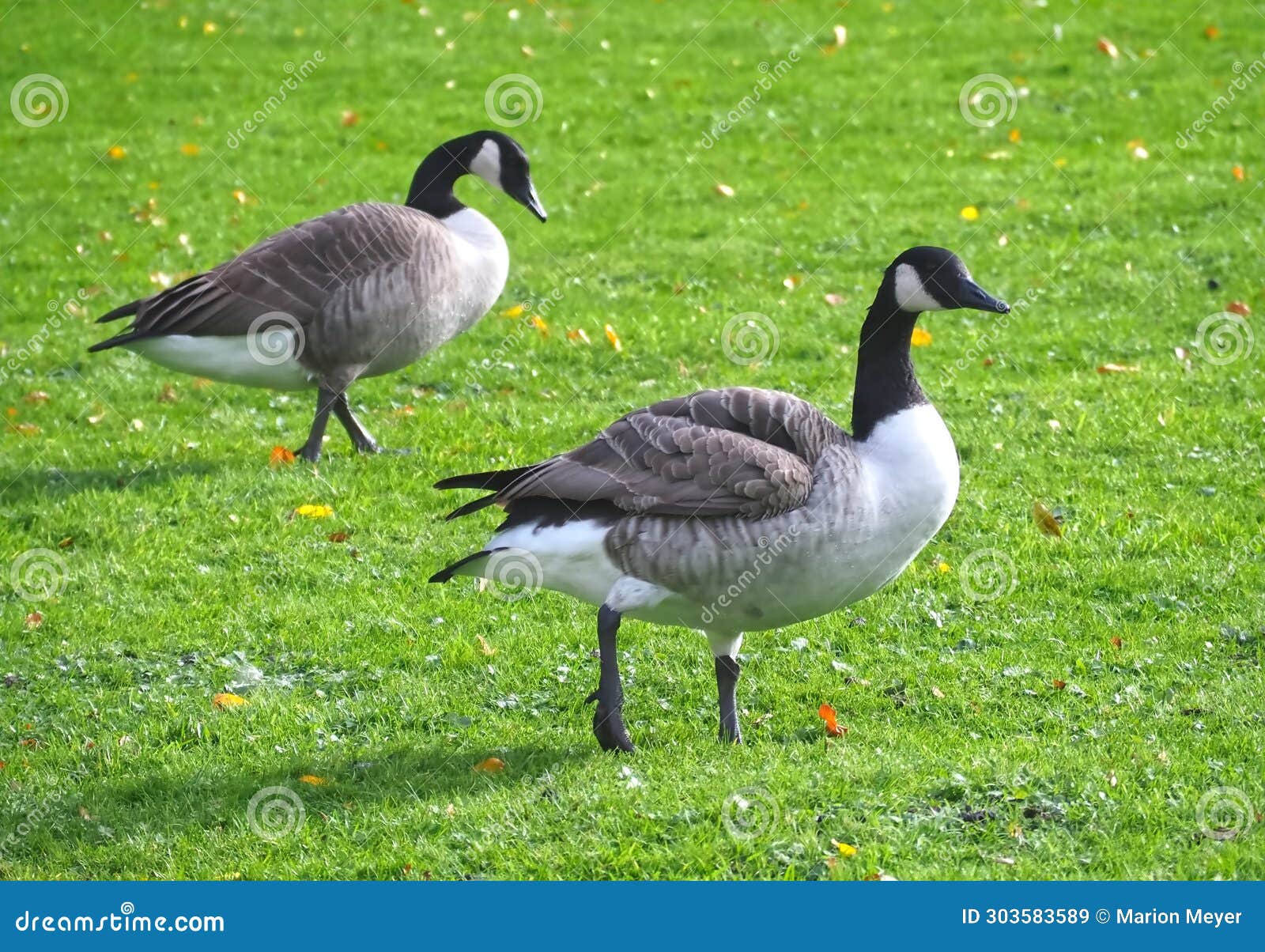 Group of Canadian Geese on a Meadow Stock Image - Image of wildlife ...