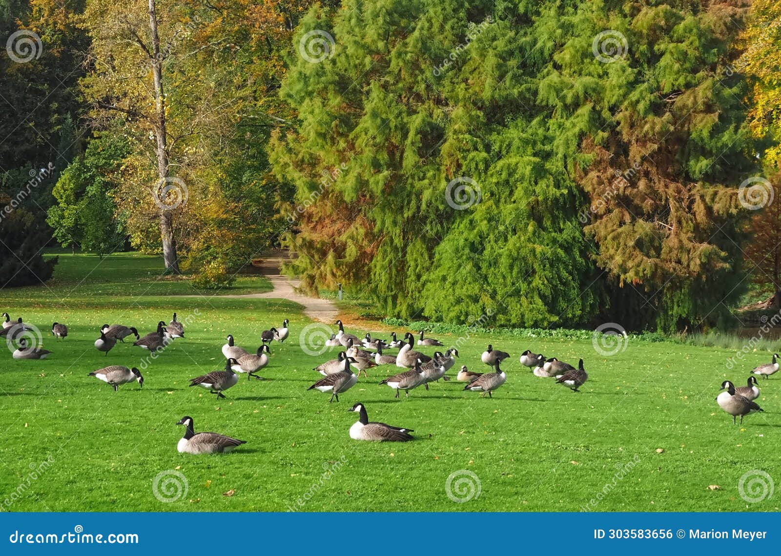Group of Canadian Geese on a Meadow Stock Photo - Image of agriculture ...