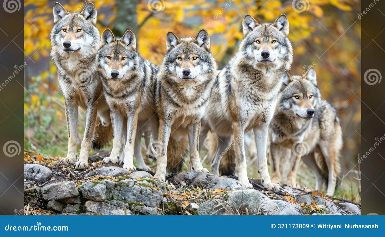 A Group Canadian Timber Wolves . Generative Ai Stock Illustration ...