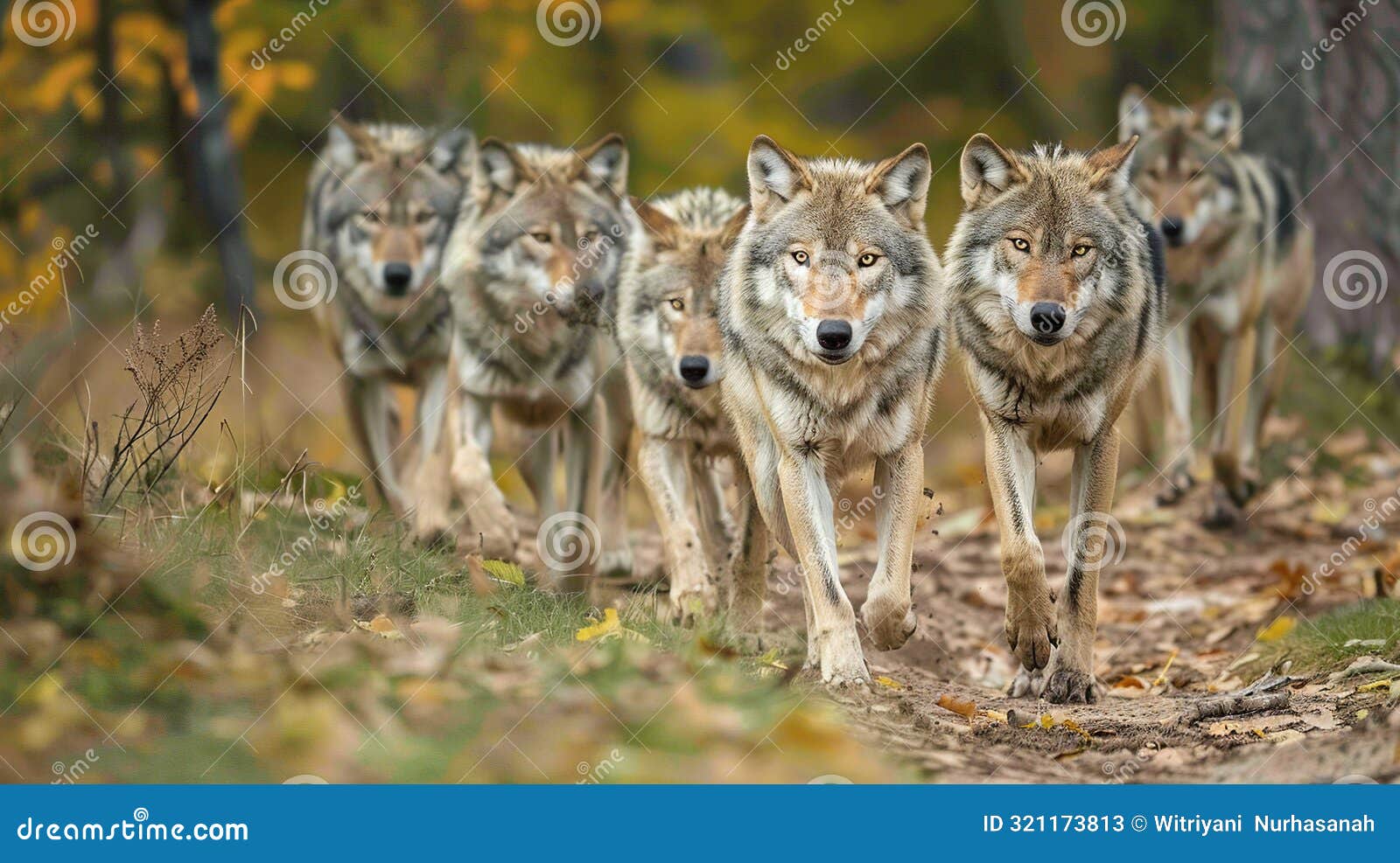 A Group Canadian Timber Wolves . Generative Ai Stock Illustration ...