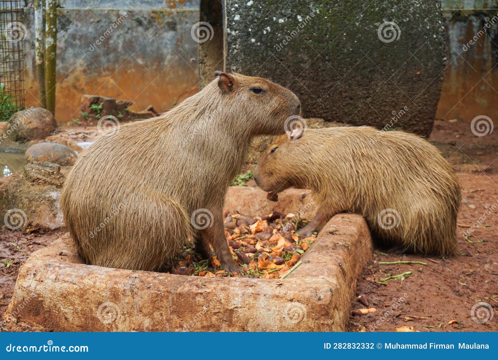 Group of Capybara is Feeding in the Zoo, the Largest Living Rodent in ...